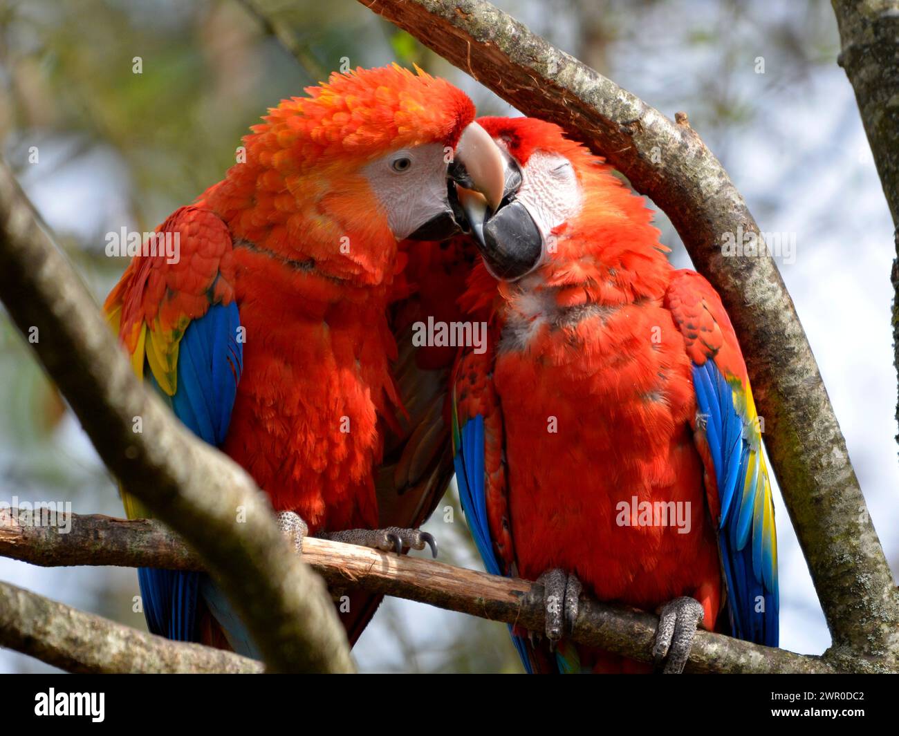 Scarlet macaw south america hi-res stock photography and images - Alamy