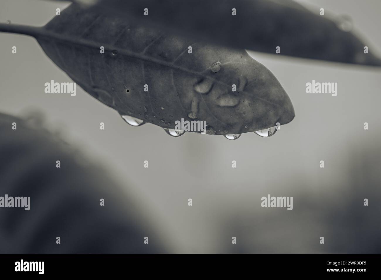 “Springtime Splendor: Israel’s in Bloom” Stock Photo - Alamy