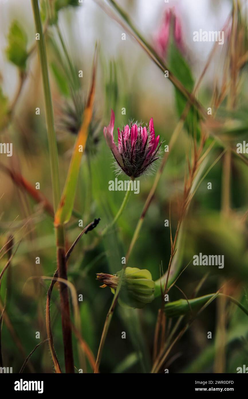 “Springtime Splendor: Israel’s in Bloom” Stock Photo - Alamy