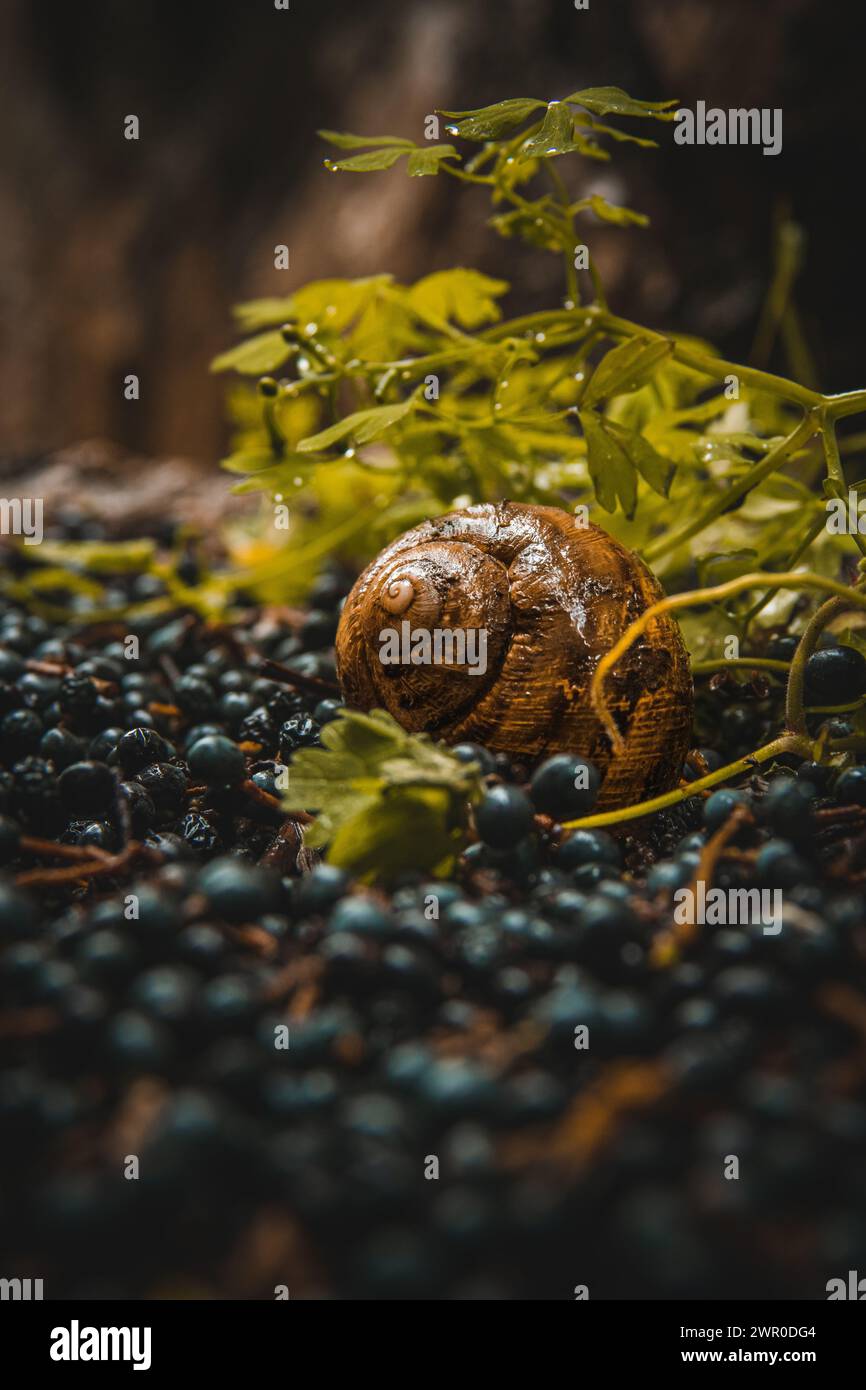 “Springtime Splendor: Israel’s in Bloom” Stock Photo - Alamy