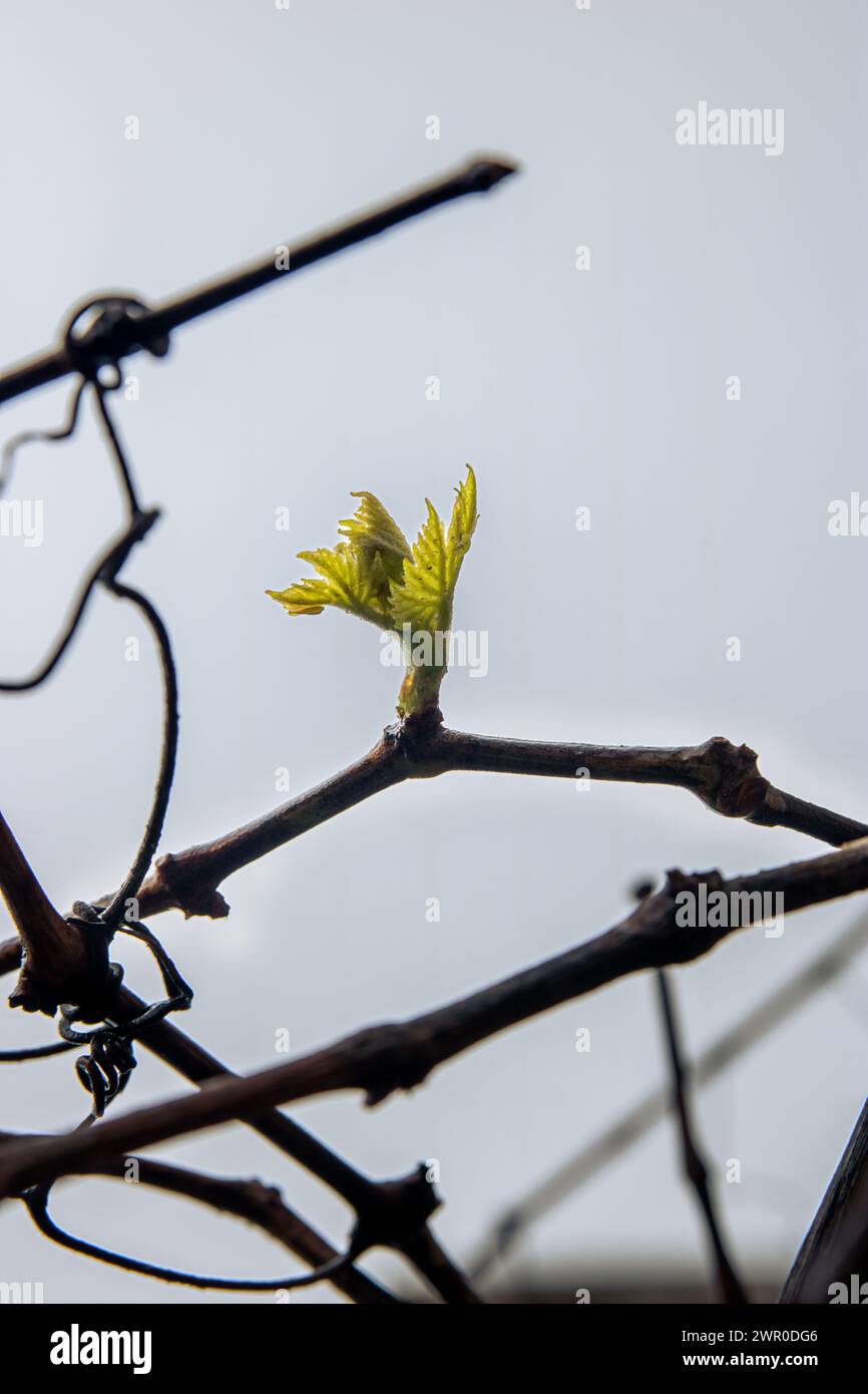 “Springtime Splendor: Israel’s in Bloom” Stock Photo - Alamy