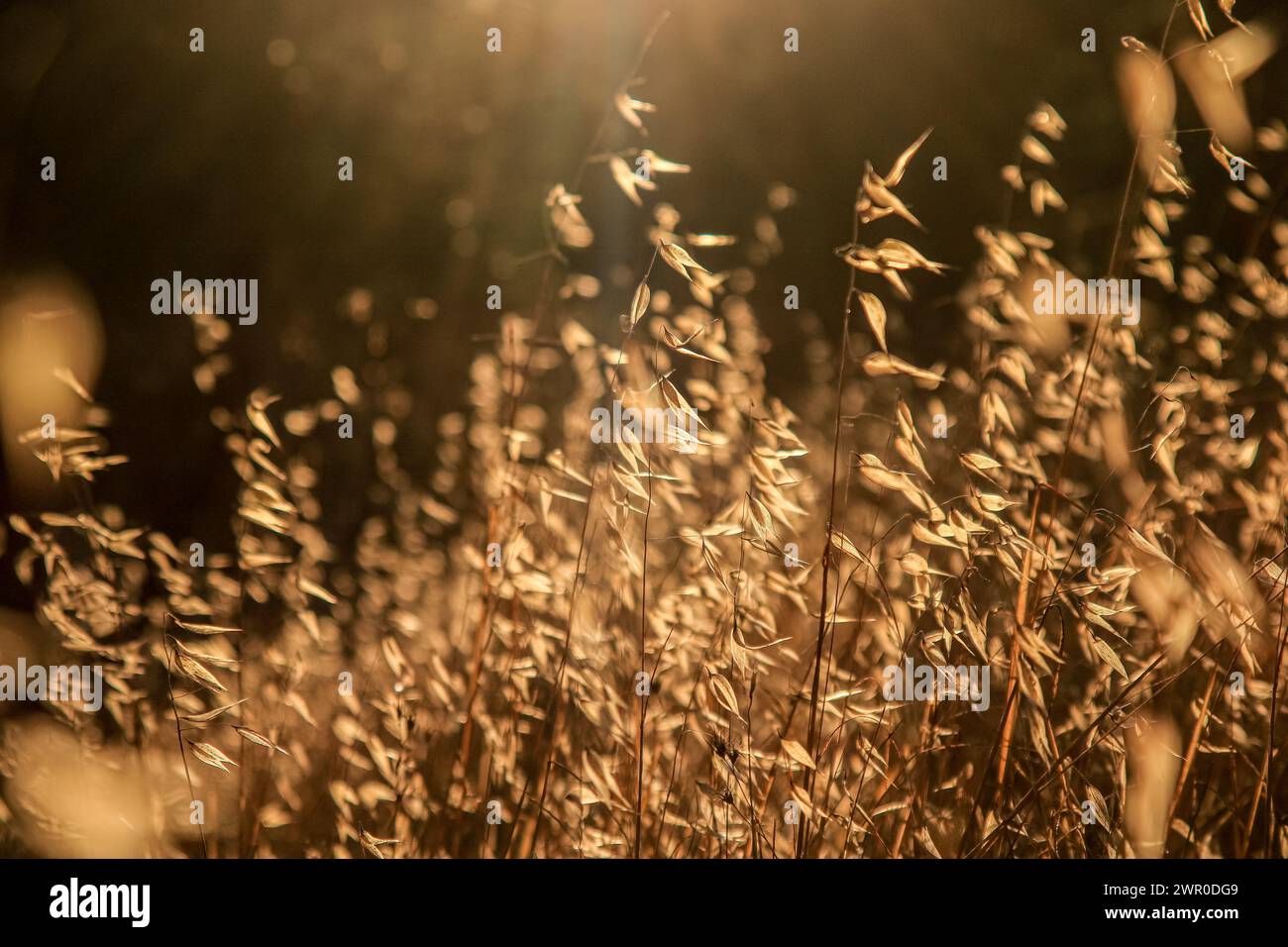 “Springtime Splendor: Israel’s in Bloom” Stock Photo - Alamy