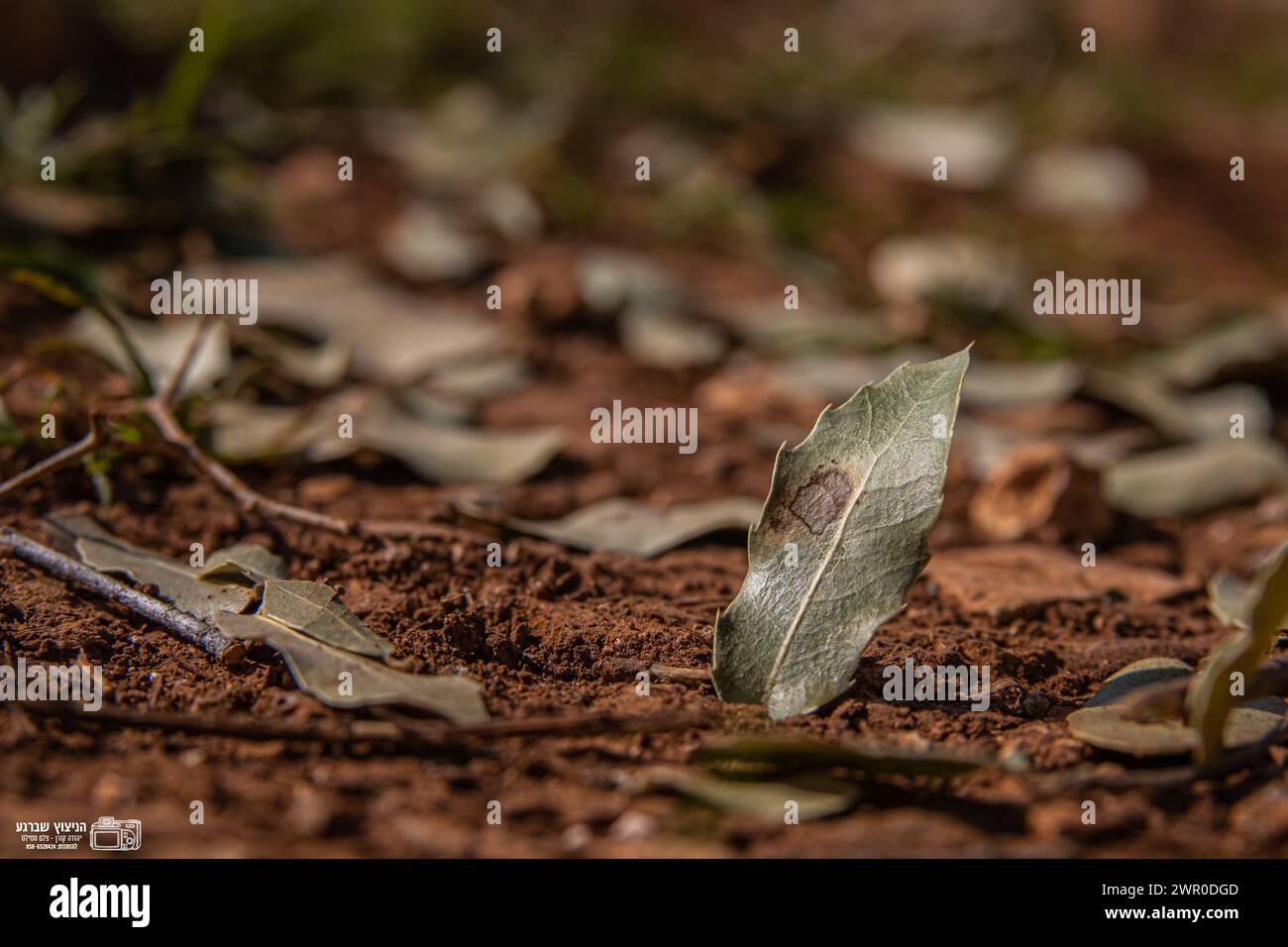 “Springtime Splendor: Israel’s in Bloom” Stock Photo - Alamy