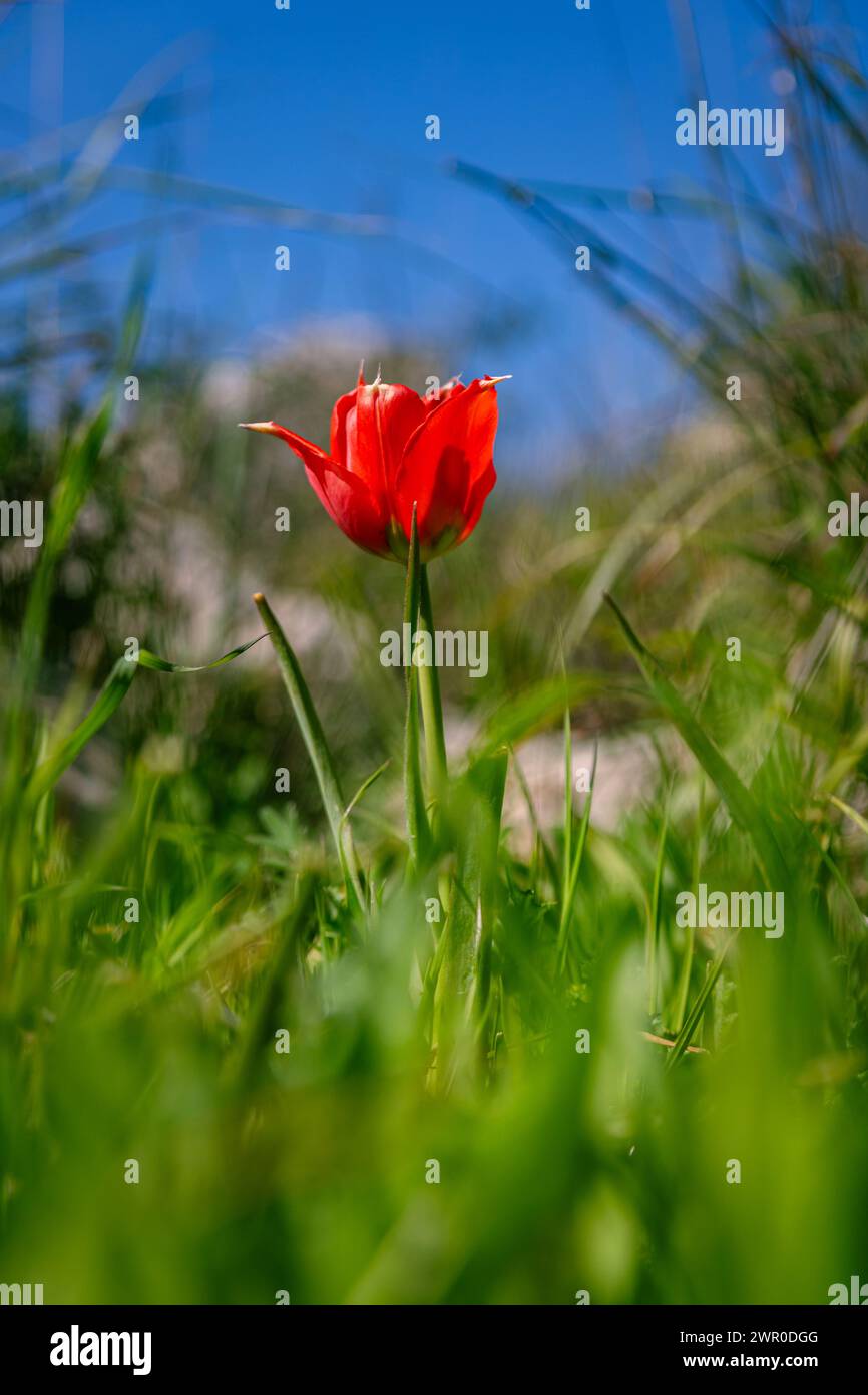 “Springtime Splendor: Israel’s in Bloom” Stock Photo - Alamy