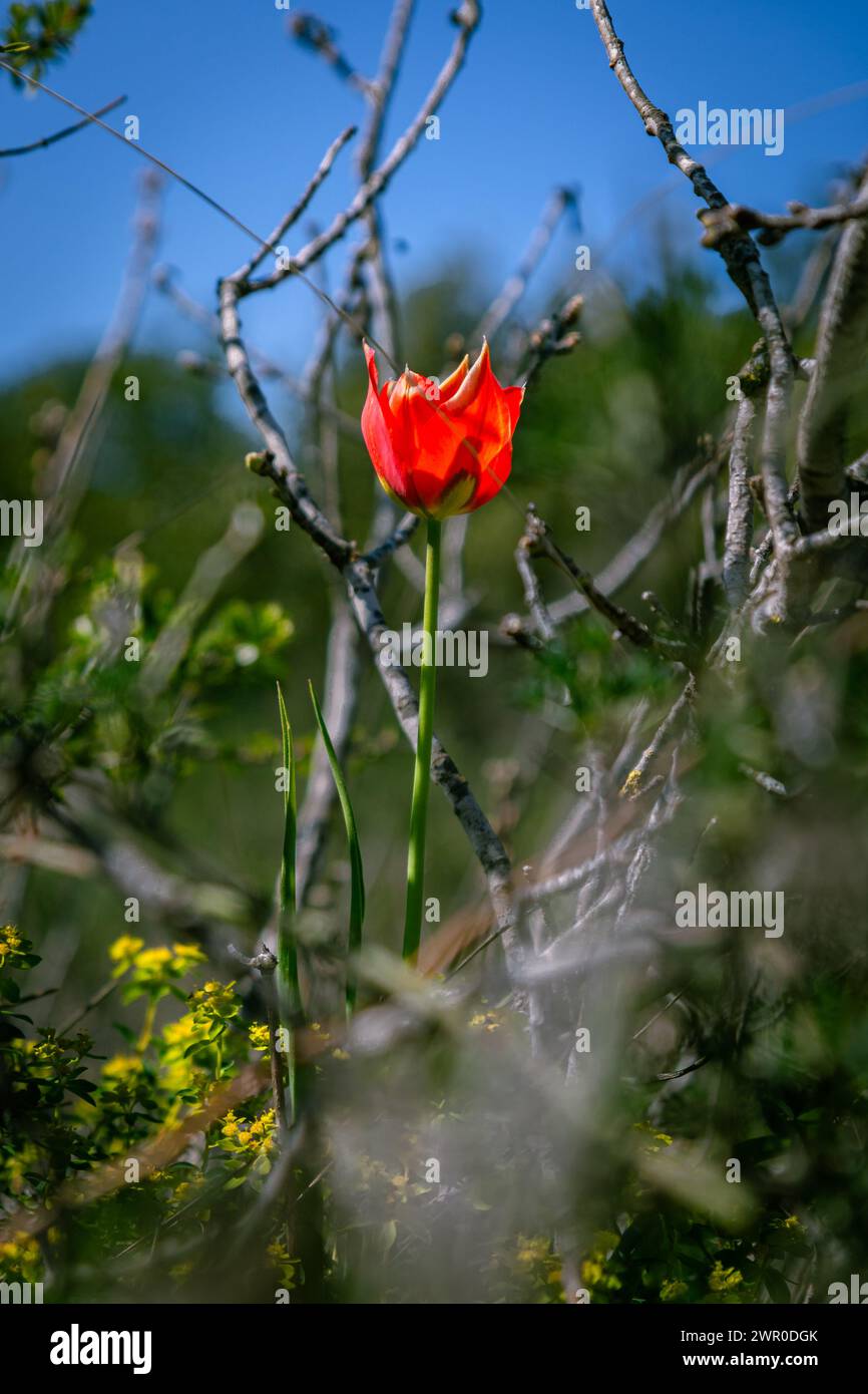 “Springtime Splendor: Israel’s in Bloom” Stock Photo - Alamy