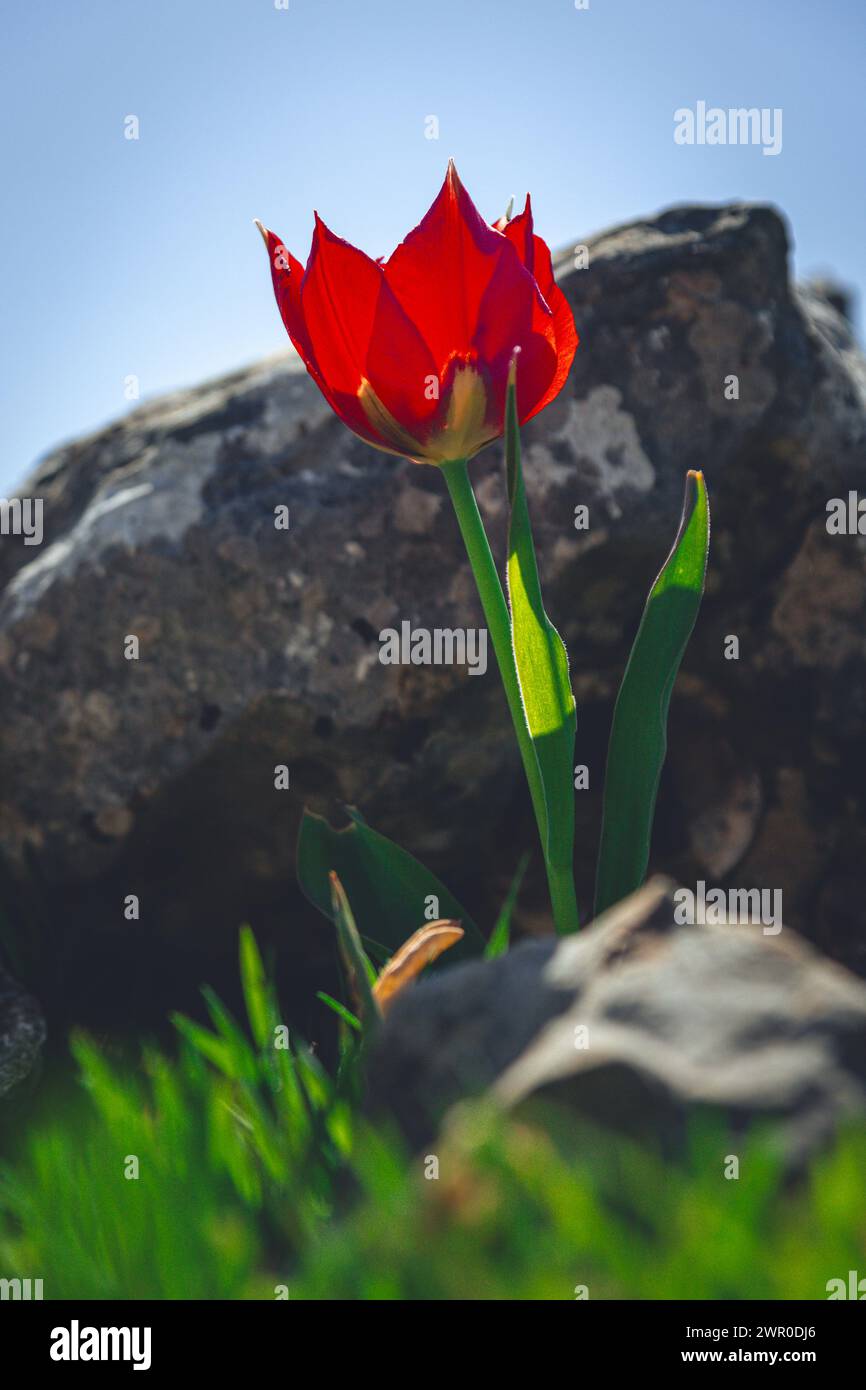 “Springtime Splendor: Israel’s in Bloom” Stock Photo - Alamy