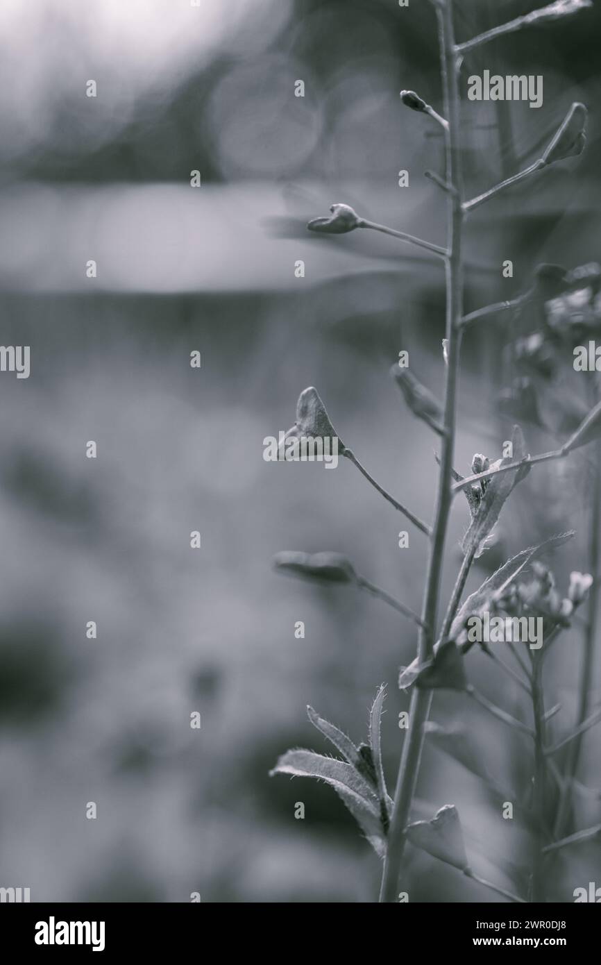“Springtime Splendor: Israel’s in Bloom” Stock Photo - Alamy