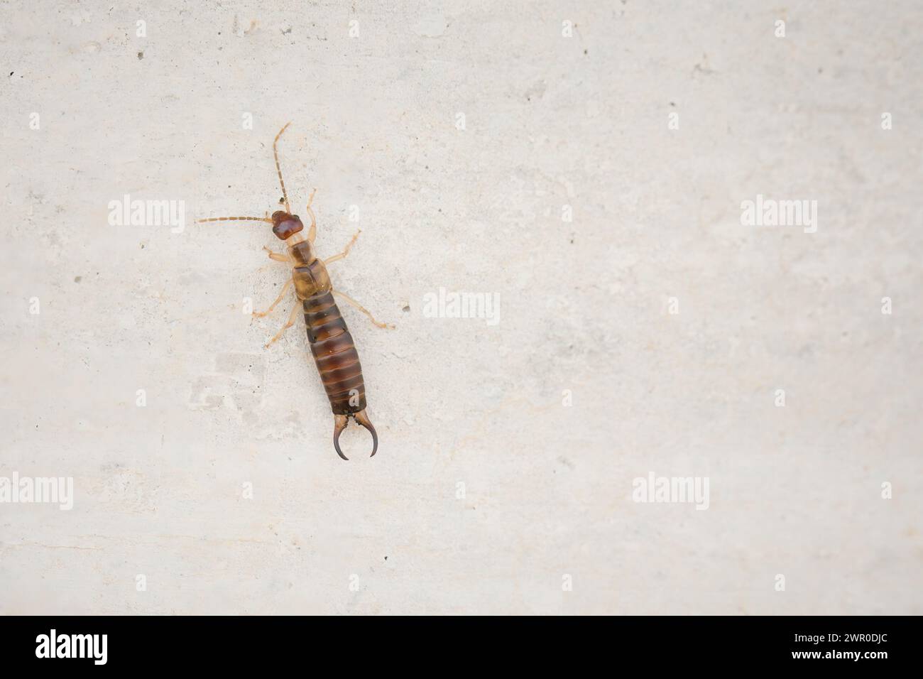 Macro picture of insect on plant on nature location of Croatia, Europe ...