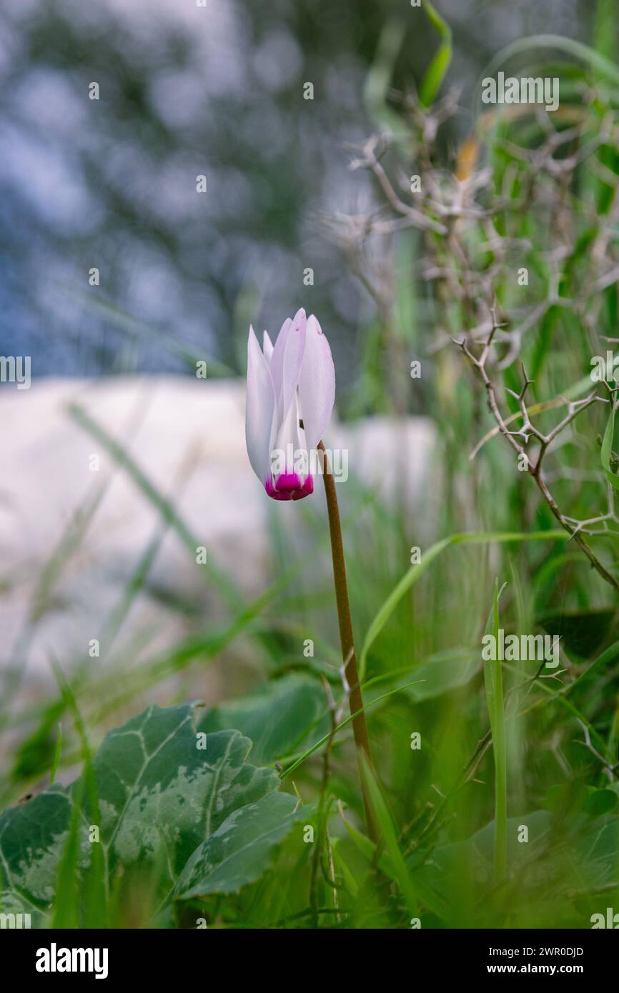 “Springtime Splendor: Israel’s in Bloom” Stock Photo - Alamy