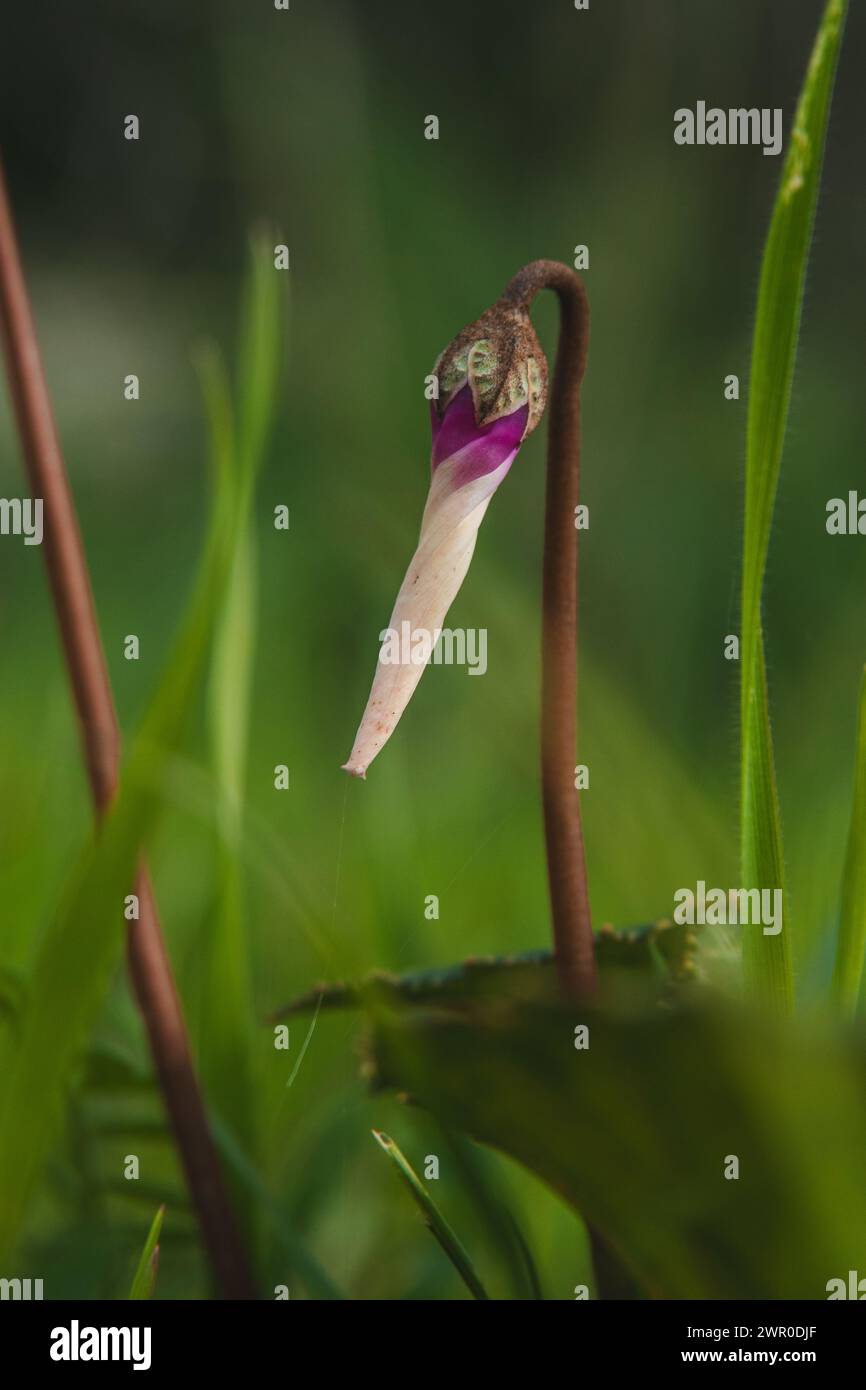 “Springtime Splendor: Israel’s in Bloom” Stock Photo - Alamy