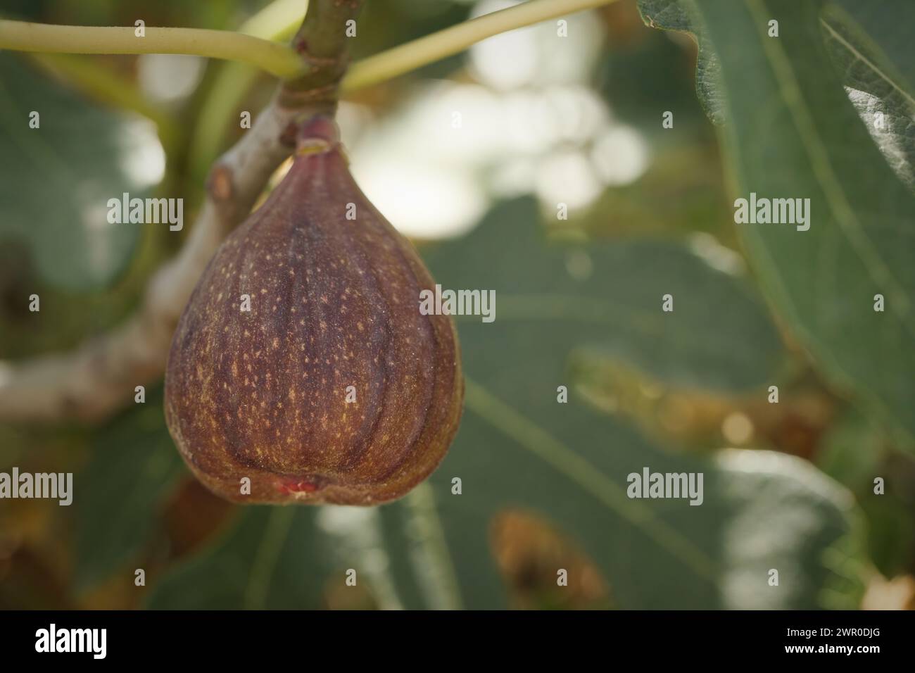 Detail picture of figs on plant on nature location of Croatia, Europe ...