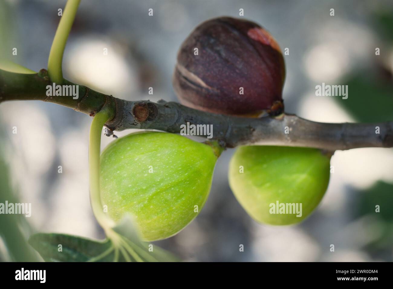 Detail picture of figs on plant on nature location of Croatia, Europe ...