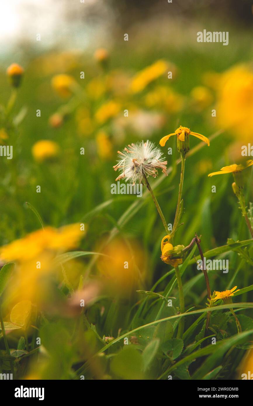 “Springtime Splendor: Israel’s in Bloom” Stock Photo - Alamy