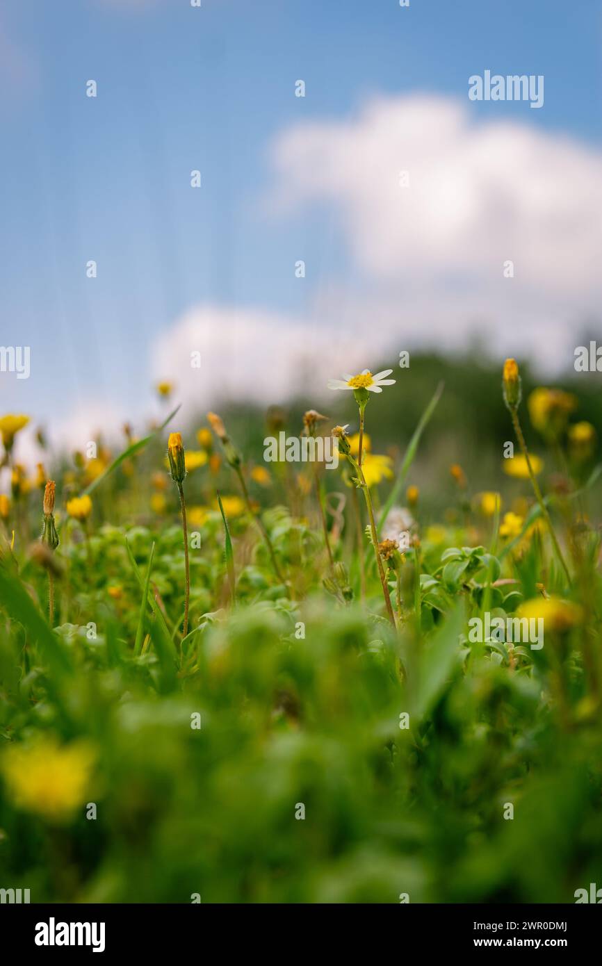 “Springtime Splendor: Israel’s in Bloom” Stock Photo - Alamy