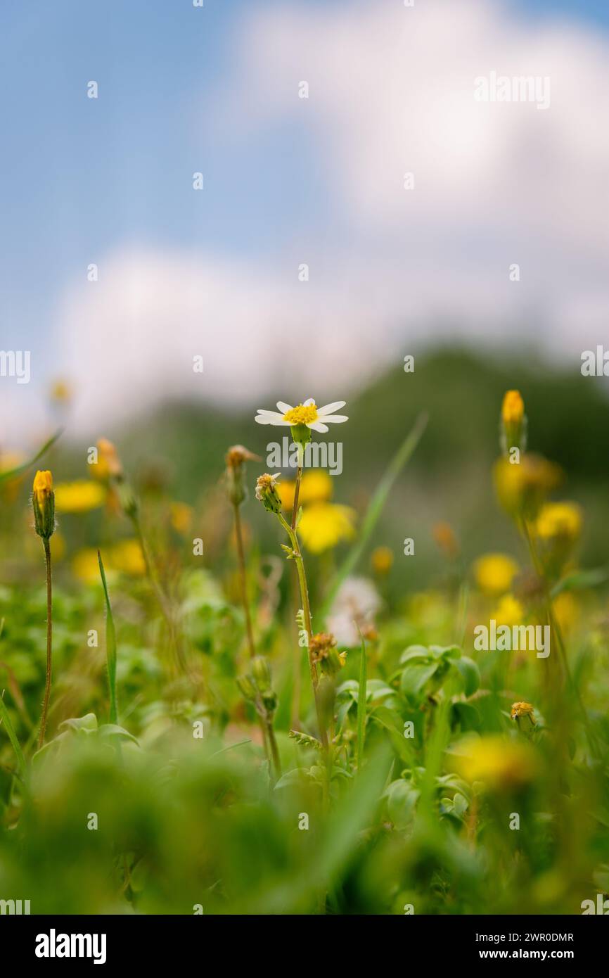 “Springtime Splendor: Israel’s in Bloom” Stock Photo - Alamy
