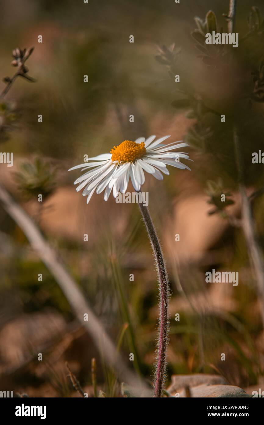 “Springtime Splendor: Israel’s in Bloom” Stock Photo - Alamy