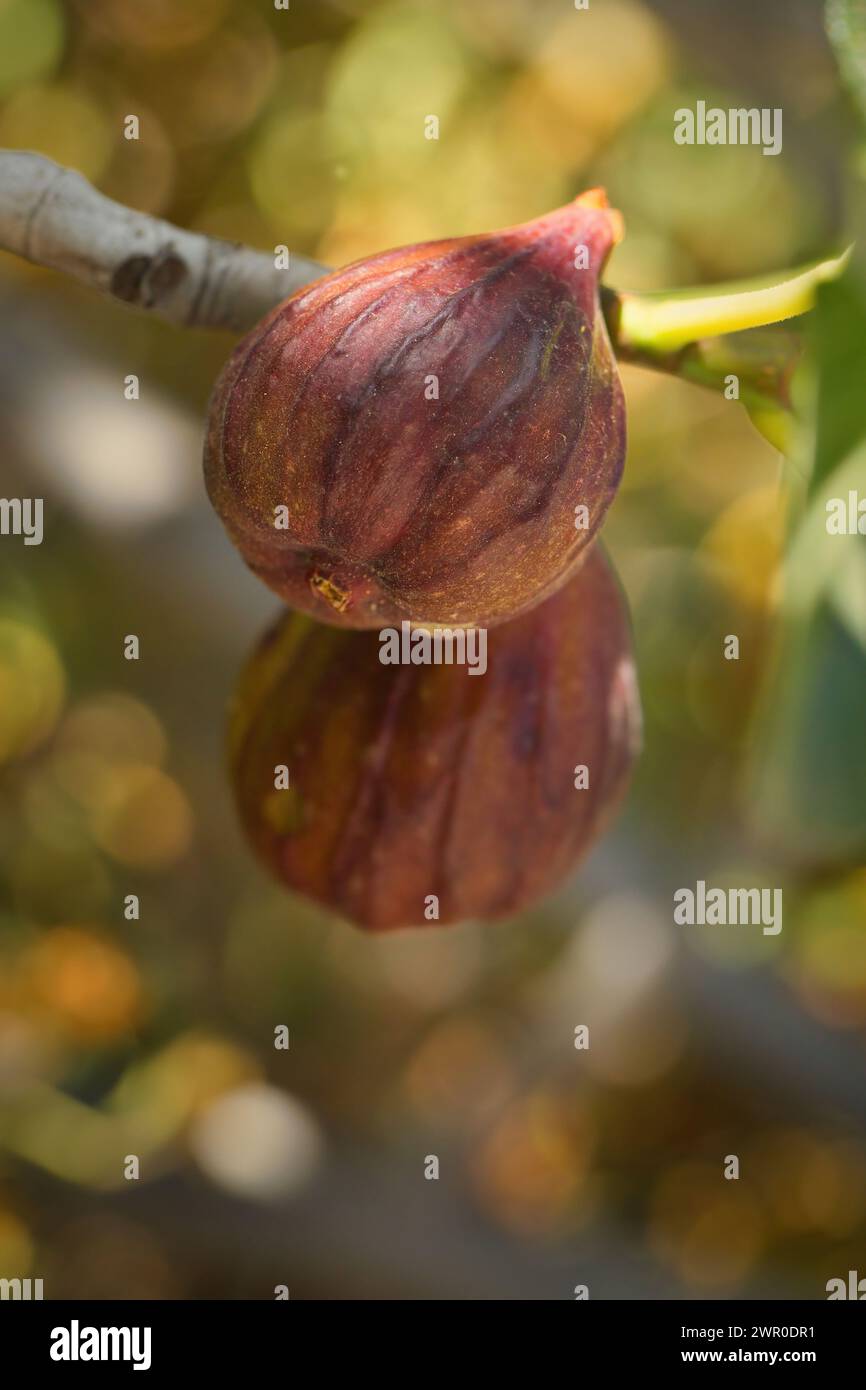 Detail picture of figs on plant on nature location of Croatia, Europe ...