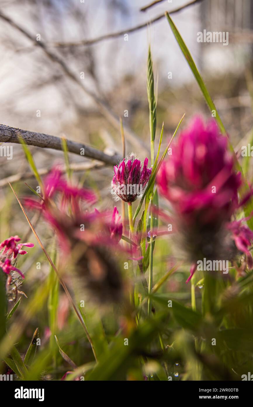 “Springtime Splendor: Israel’s in Bloom” Stock Photo - Alamy