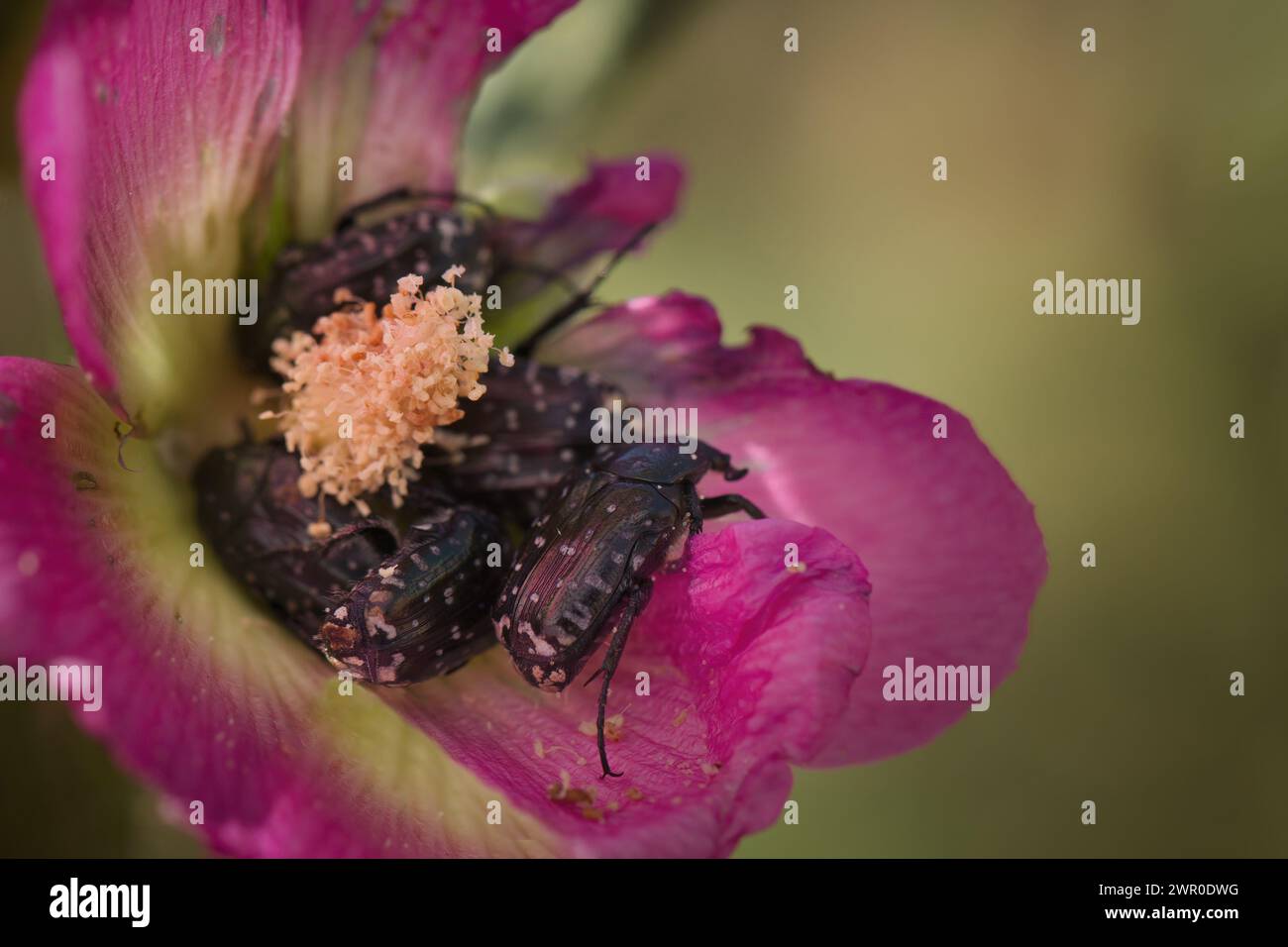 Beetle plants hi-res stock photography and images - Alamy