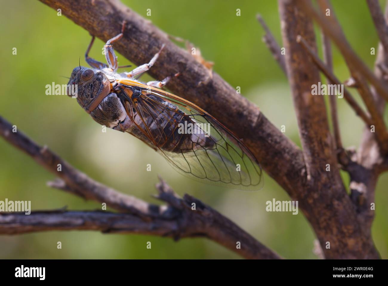 Macro picture of cicada Lyristes plebejus on plant on nature location ...