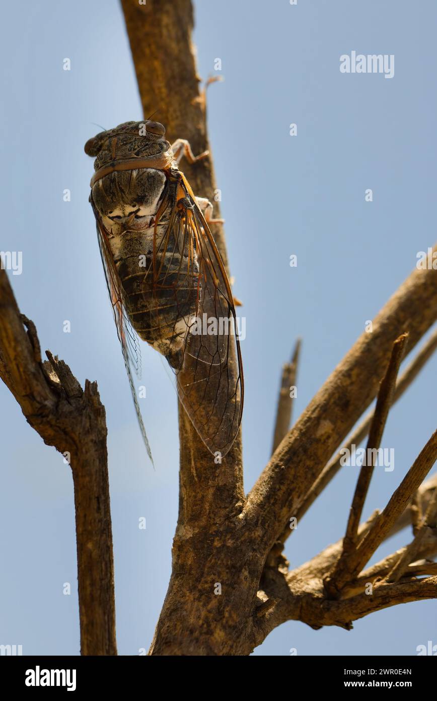 Macro picture of cicada Lyristes plebejus on plant on nature location ...
