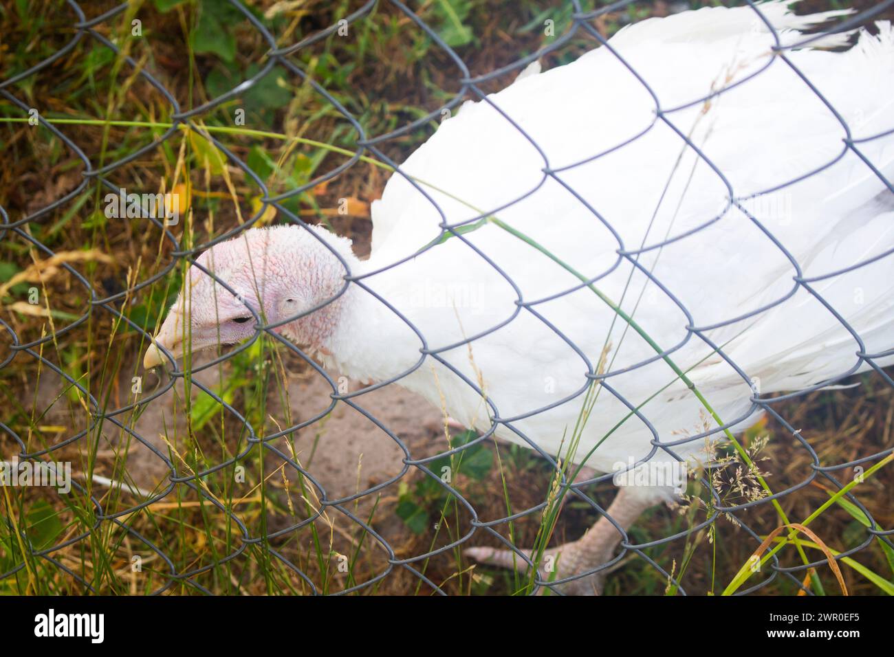 Poultry turkey farm with young birds Stock Photo - Alamy