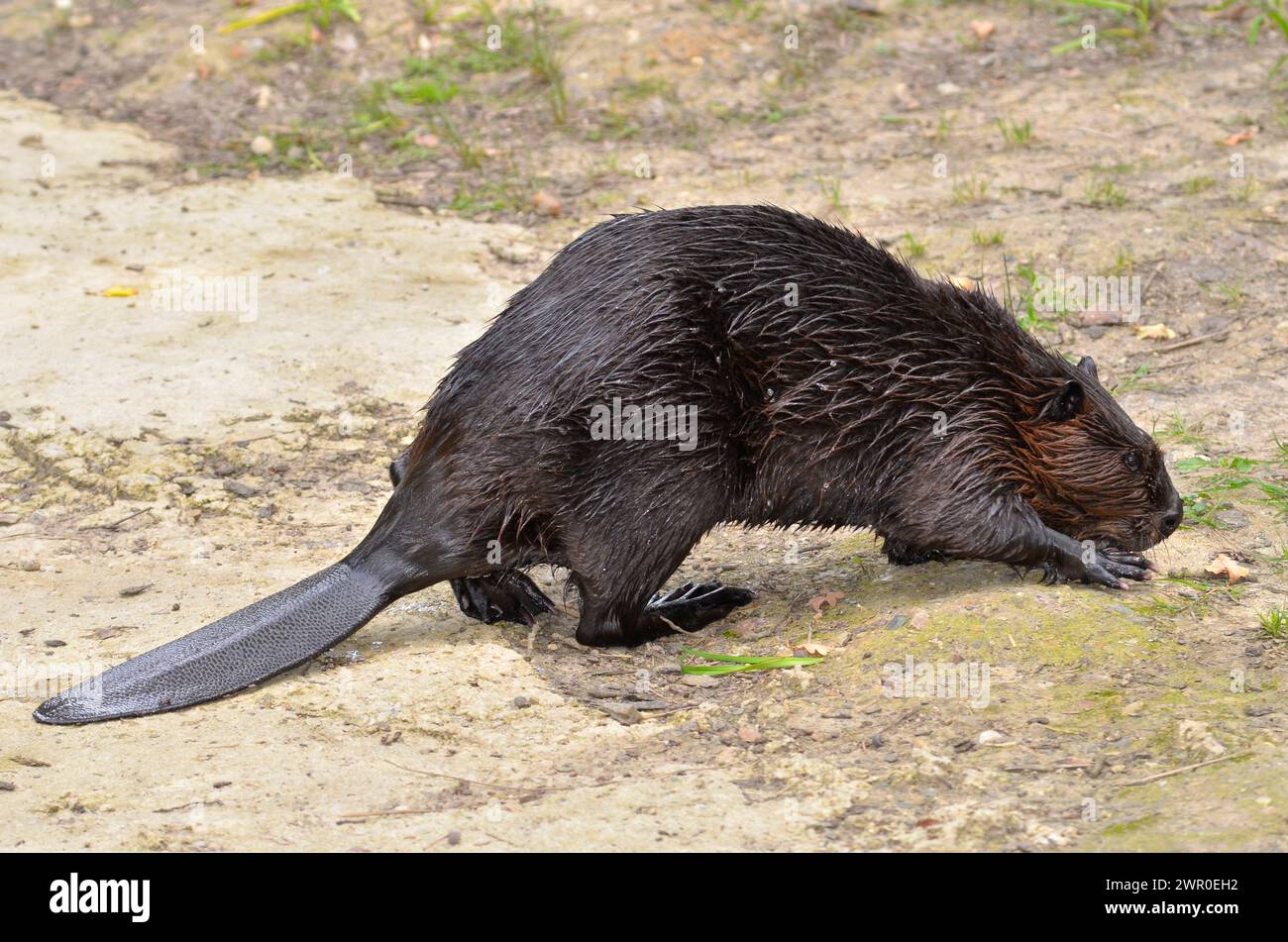 North American Beaver (Castor canadensis) on ground Stock Photo - Alamy