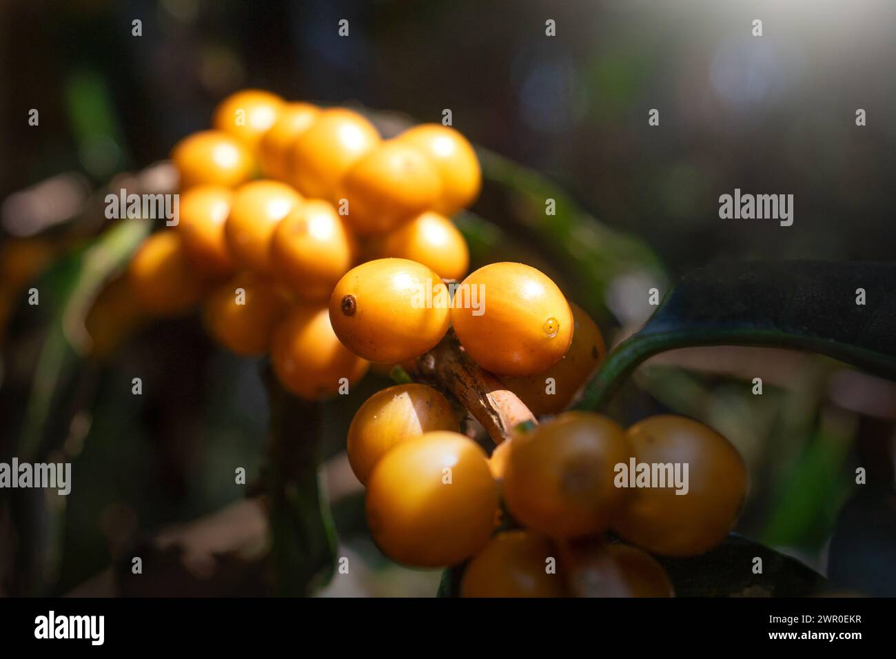 Yellow Bourbon or yellow coffee bean berry plant fresh seed coffee tree ...