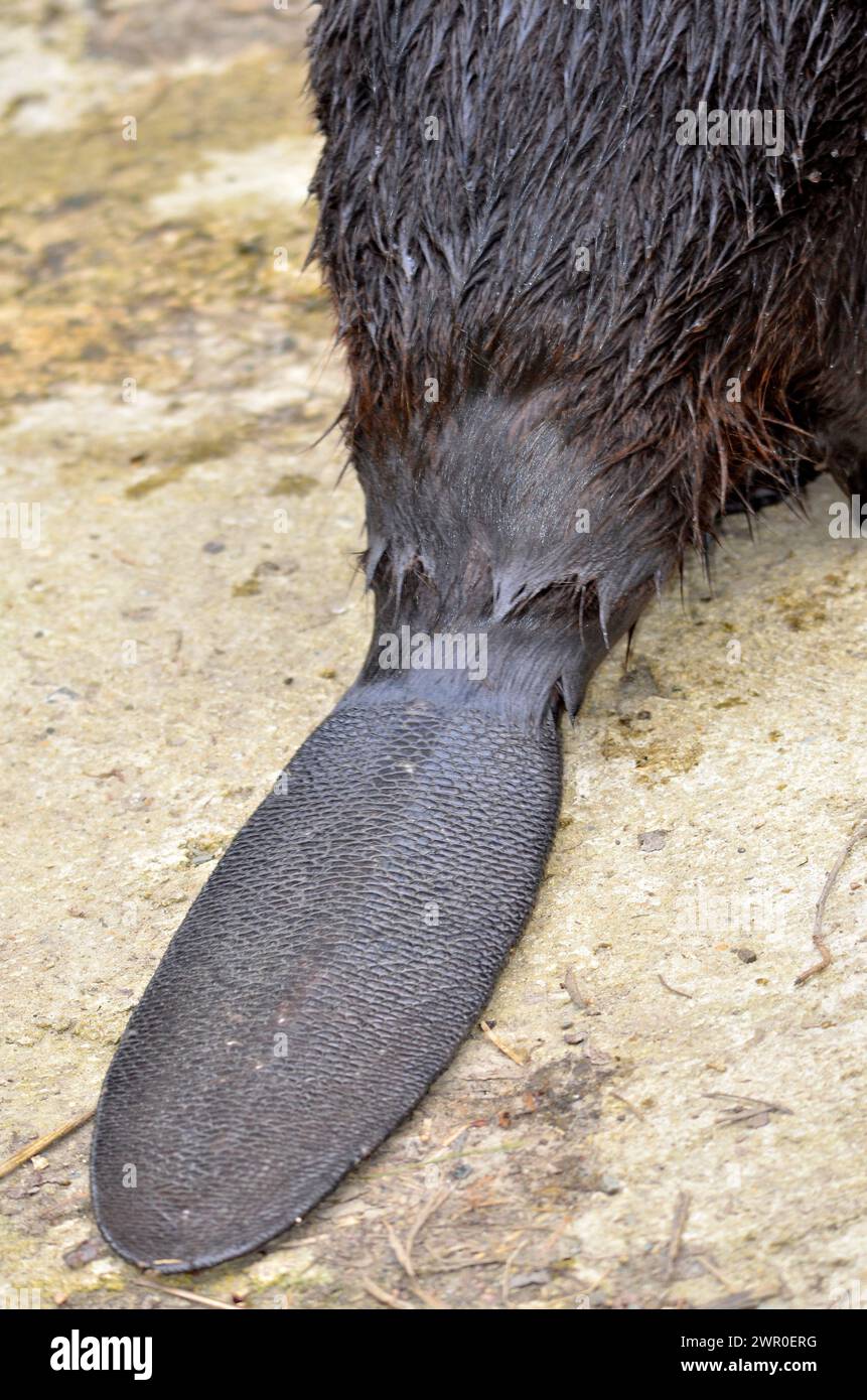 Length 20 cm hi-res stock photography and images - Alamy
