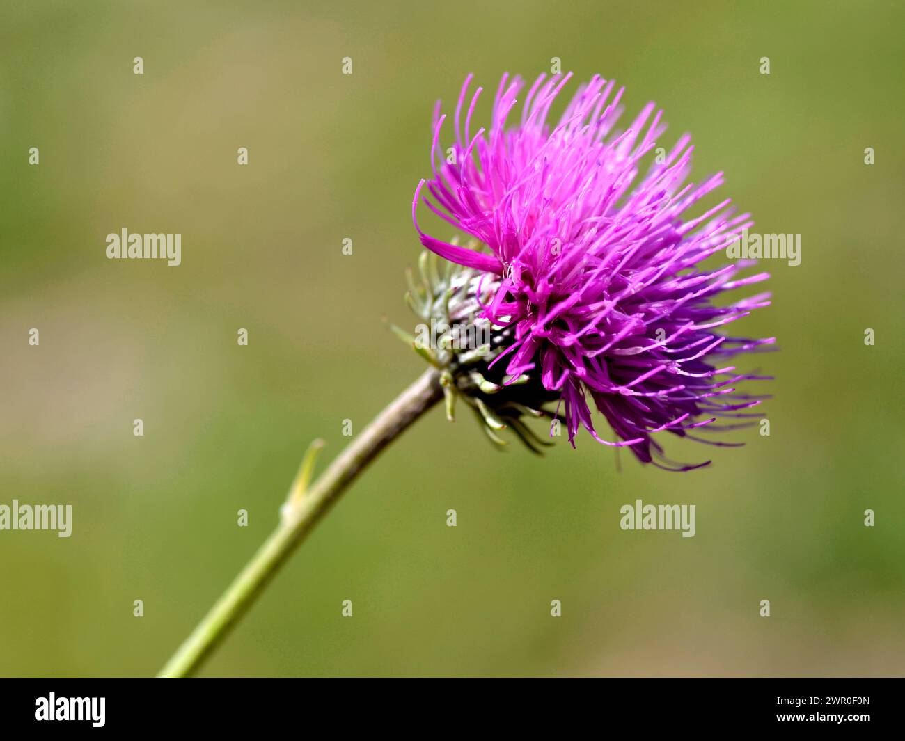 Red melancholy thistle (Cirsium heterophyllum) in the french Alps Stock ...