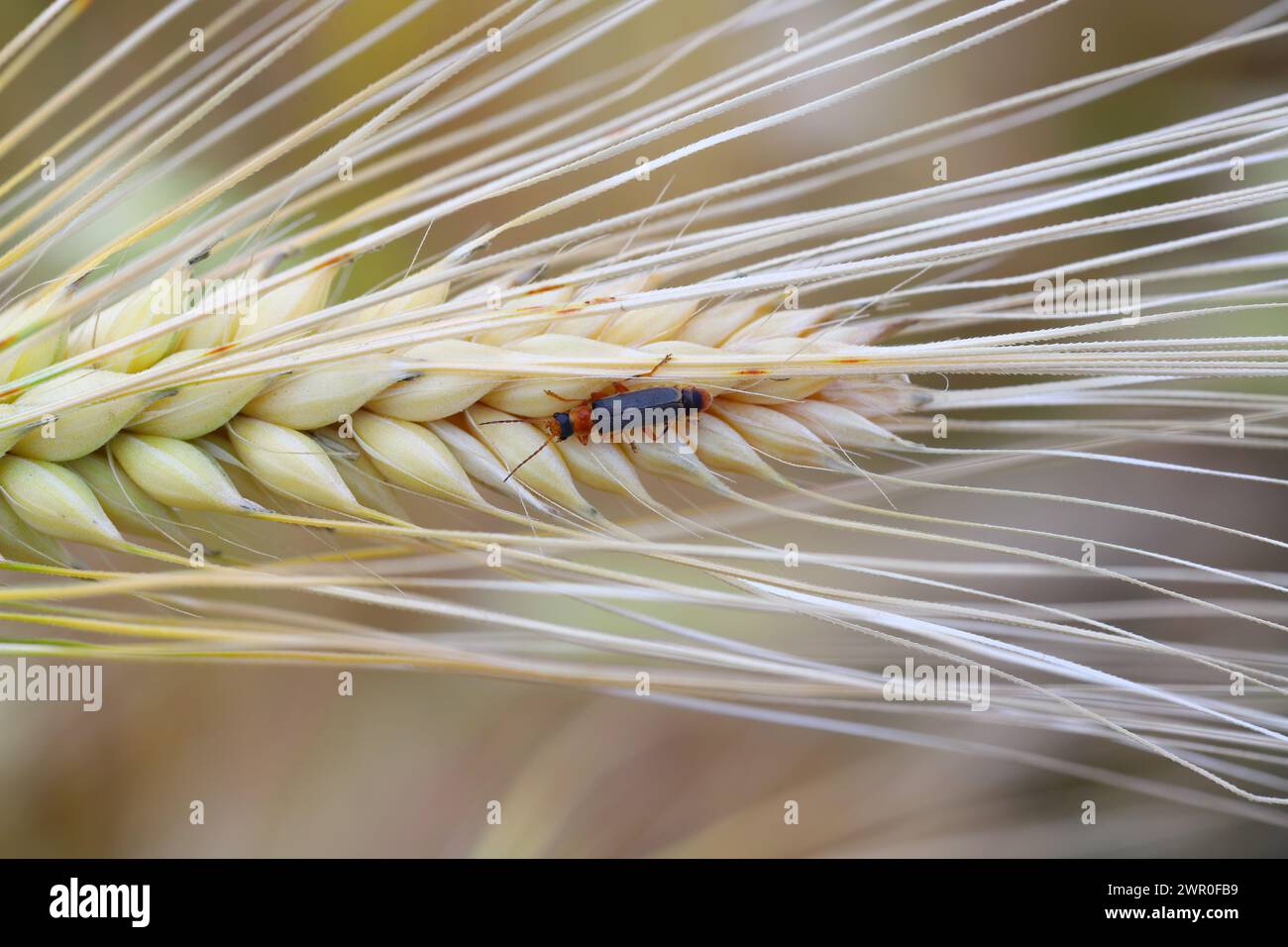 Common Red Soldier Beetle (Cantharidae) on an ear of cereal Stock Photo ...