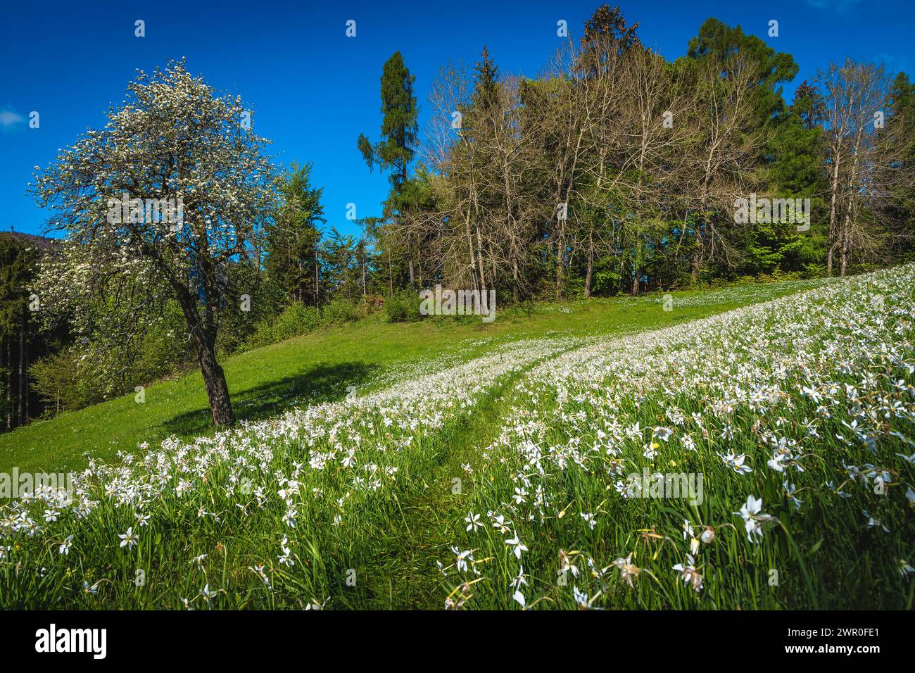 Amazing fields with blooming white daffodil flowers. Stunning seasonal ...