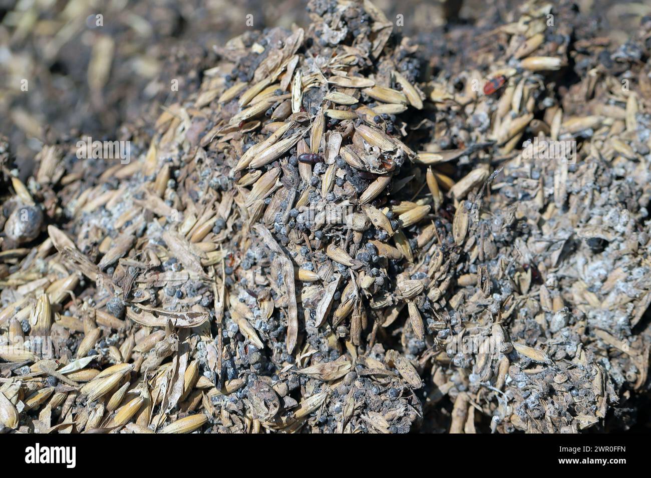 Mildewed, spoiled and with pests stored grain and seeds of other plants ...