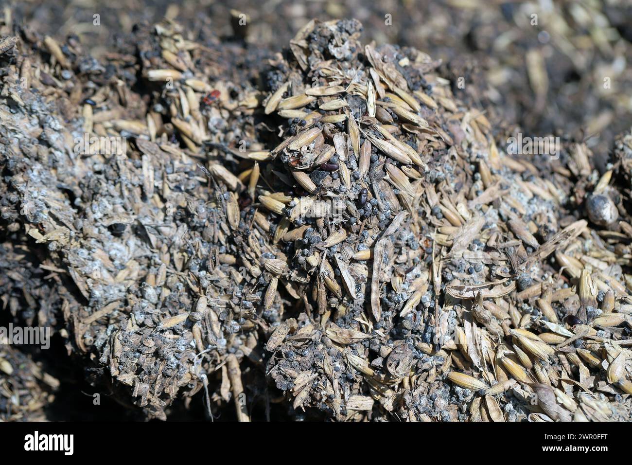 Mildewed, spoiled and with pests stored grain and seeds of other plants ...