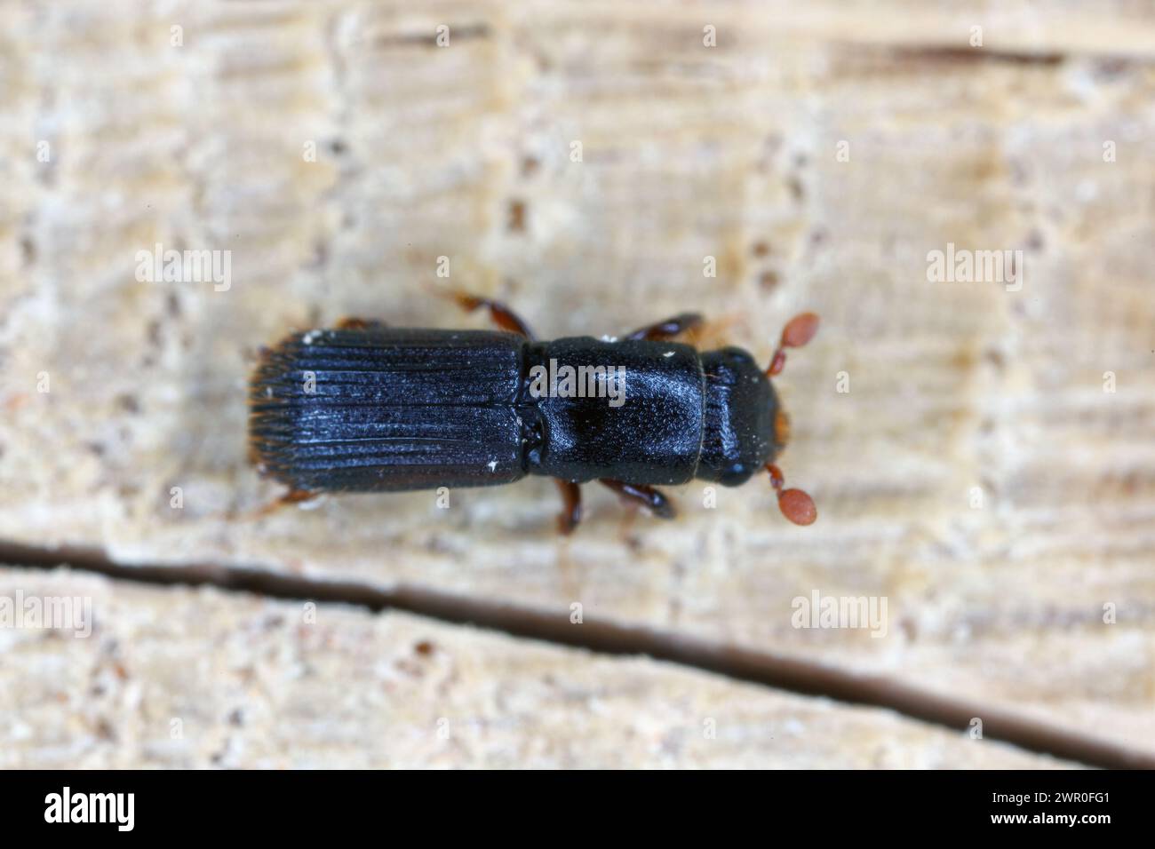 Platypus cylindrus, commonly known as the oak pinhole borer, is a ...