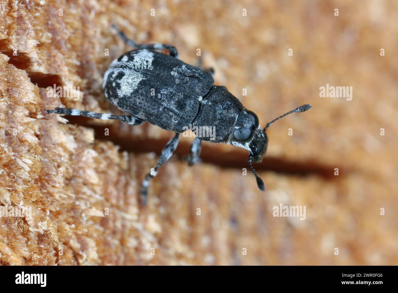 Lateral top view hi-res stock photography and images - Alamy