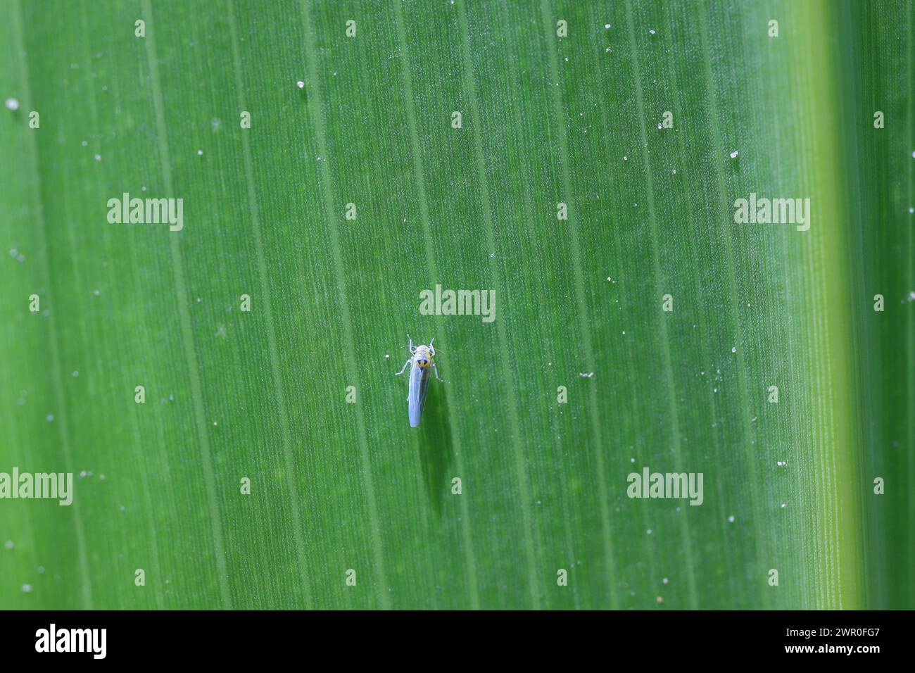 A tiny insect, leafhopper on a maize, corn leaf Stock Photo - Alamy