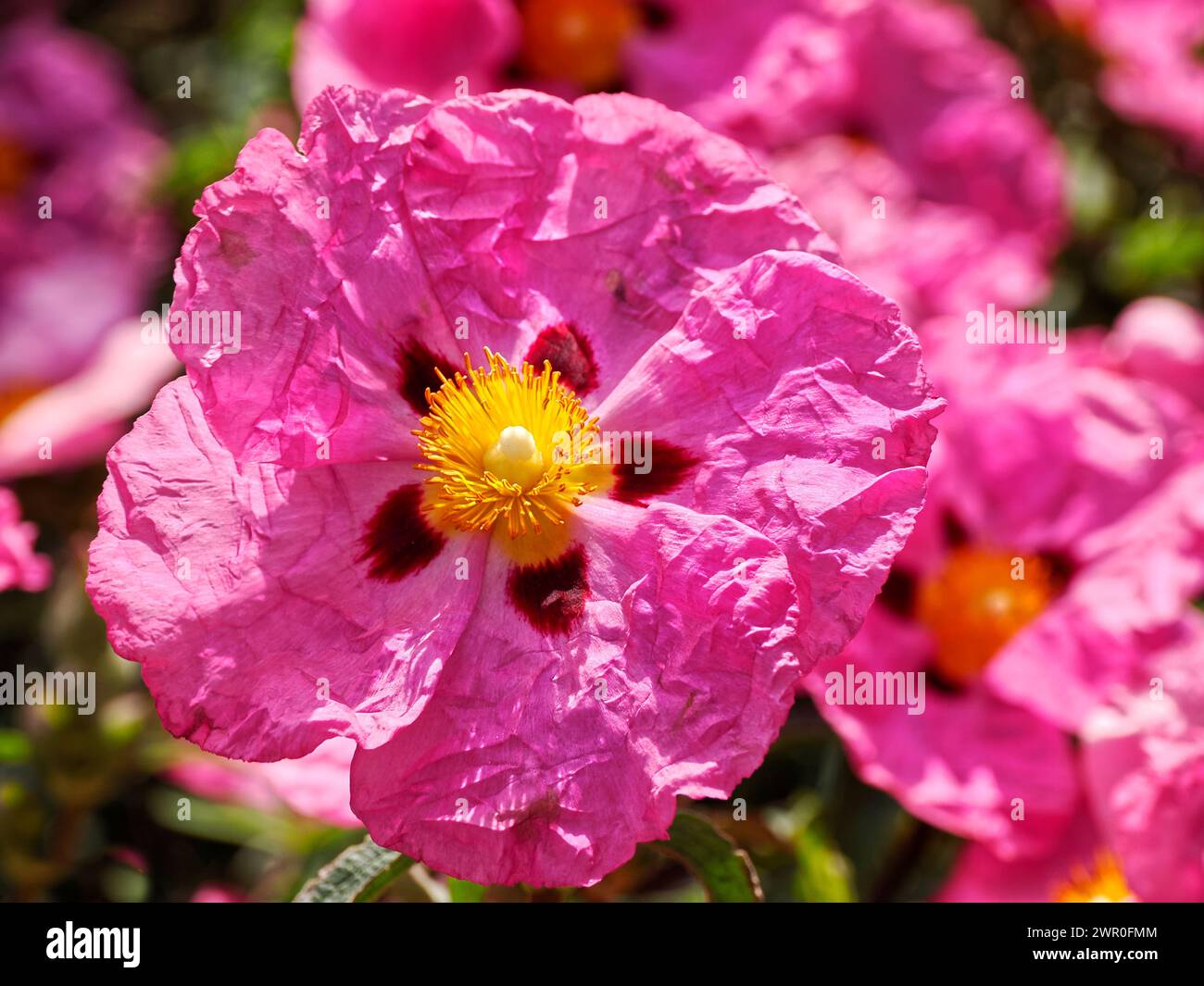 Purple heart plant macro hi-res stock photography and images - Alamy