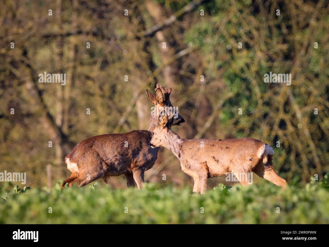 Deers on field hi-res stock photography and images - Alamy