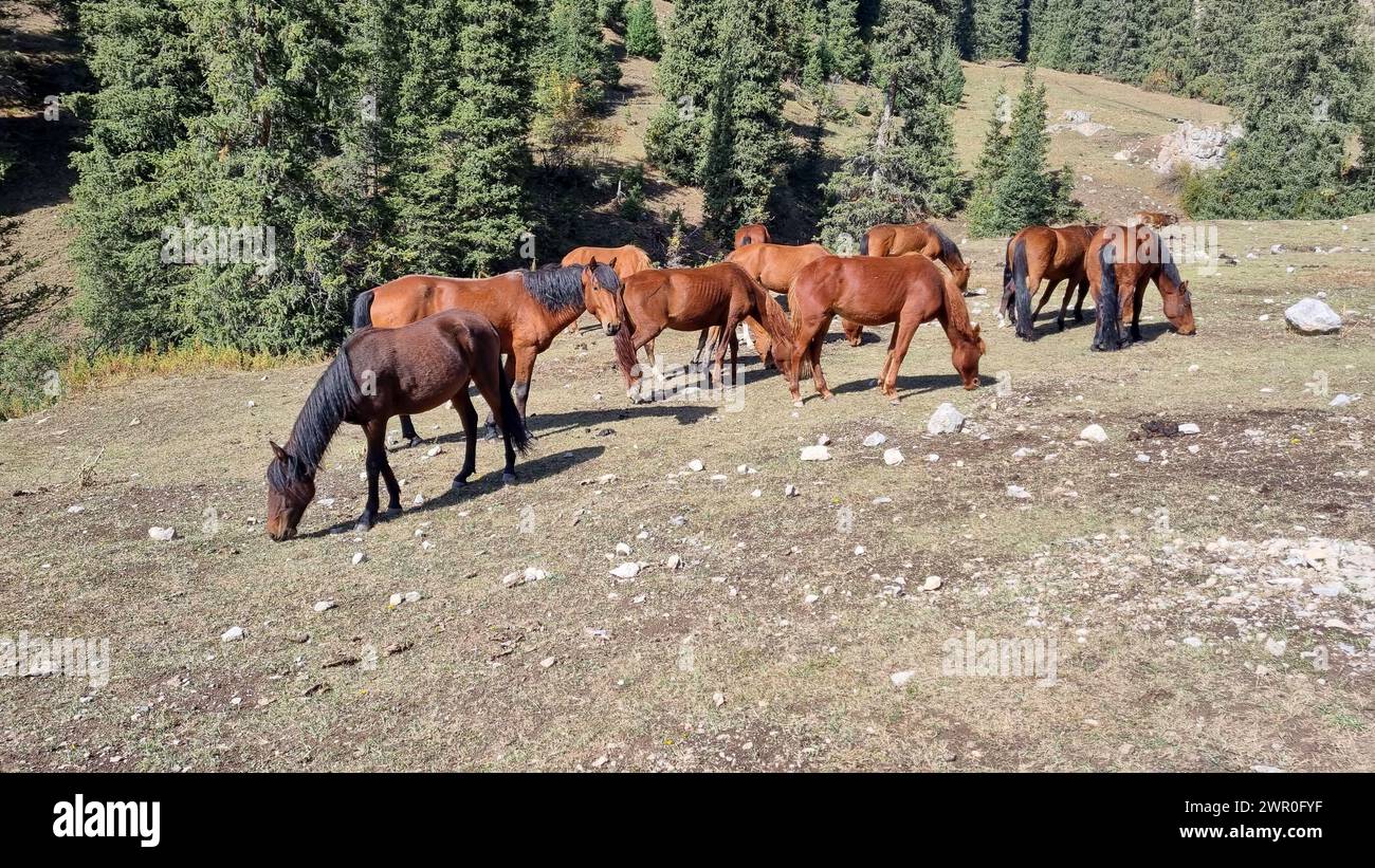 Beautiful panorama grazing horses hi-res stock photography and images ...