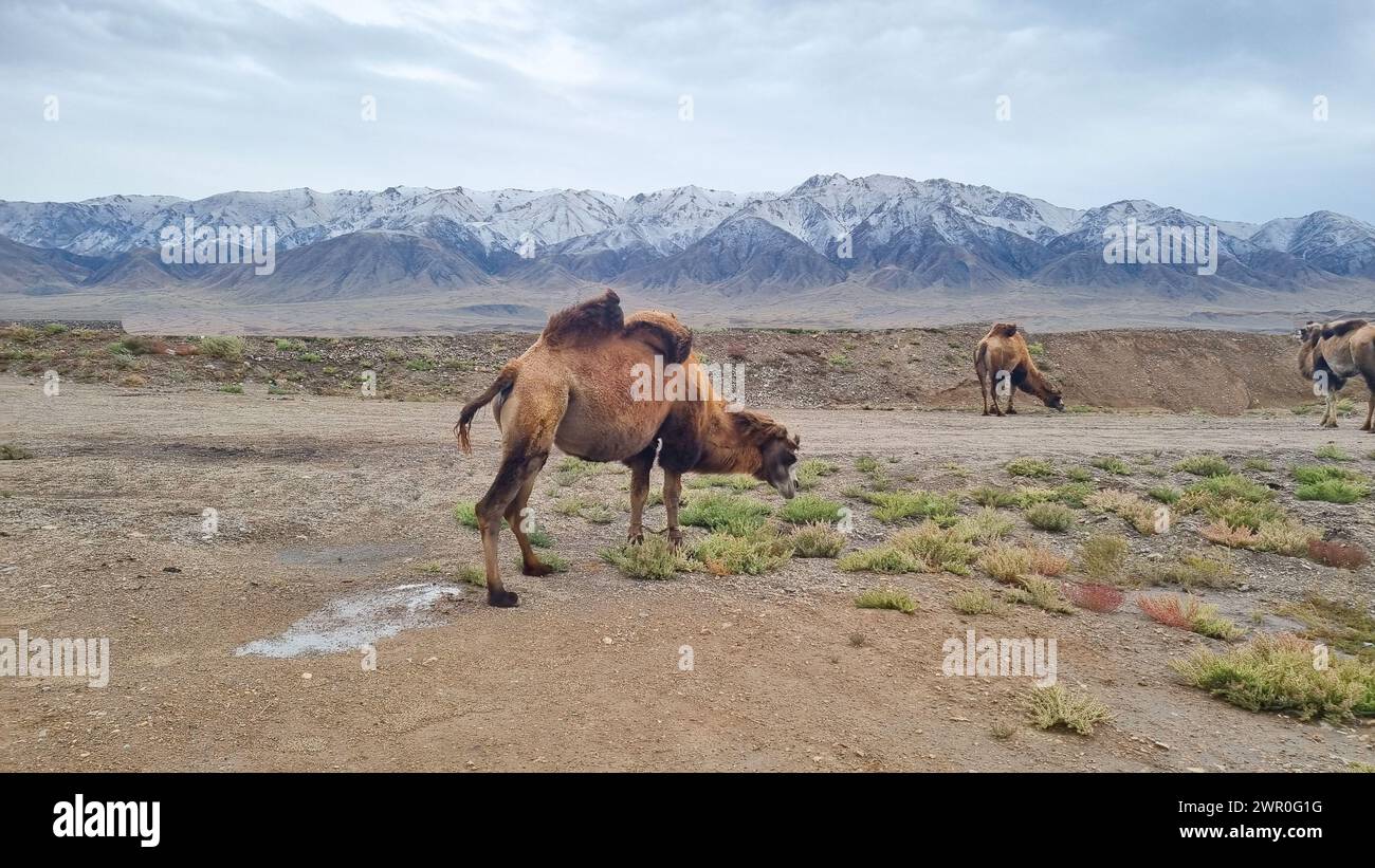 Bactrian camel in Kyrgyzstan Stock Photo - Alamy