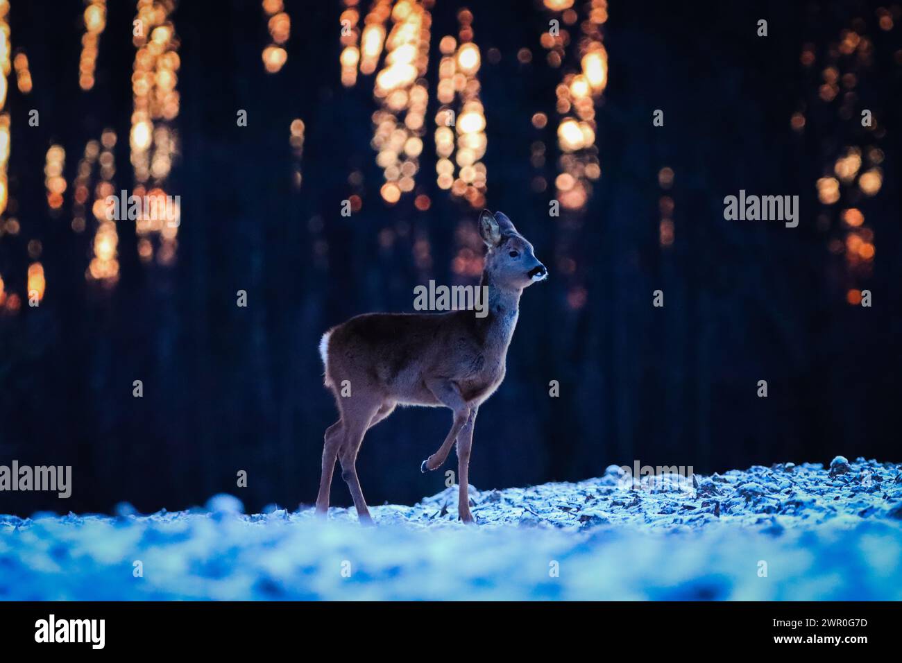 Frozen deer hi-res stock photography and images - Alamy