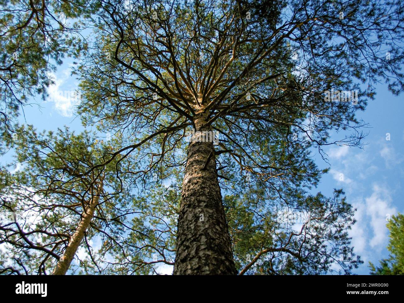 Tall pine tree hi-res stock photography and images - Alamy