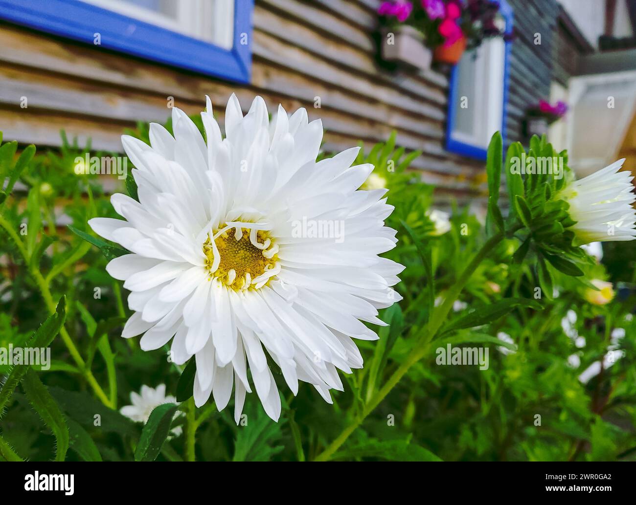 White flower yellow middle hi-res stock photography and images - Alamy