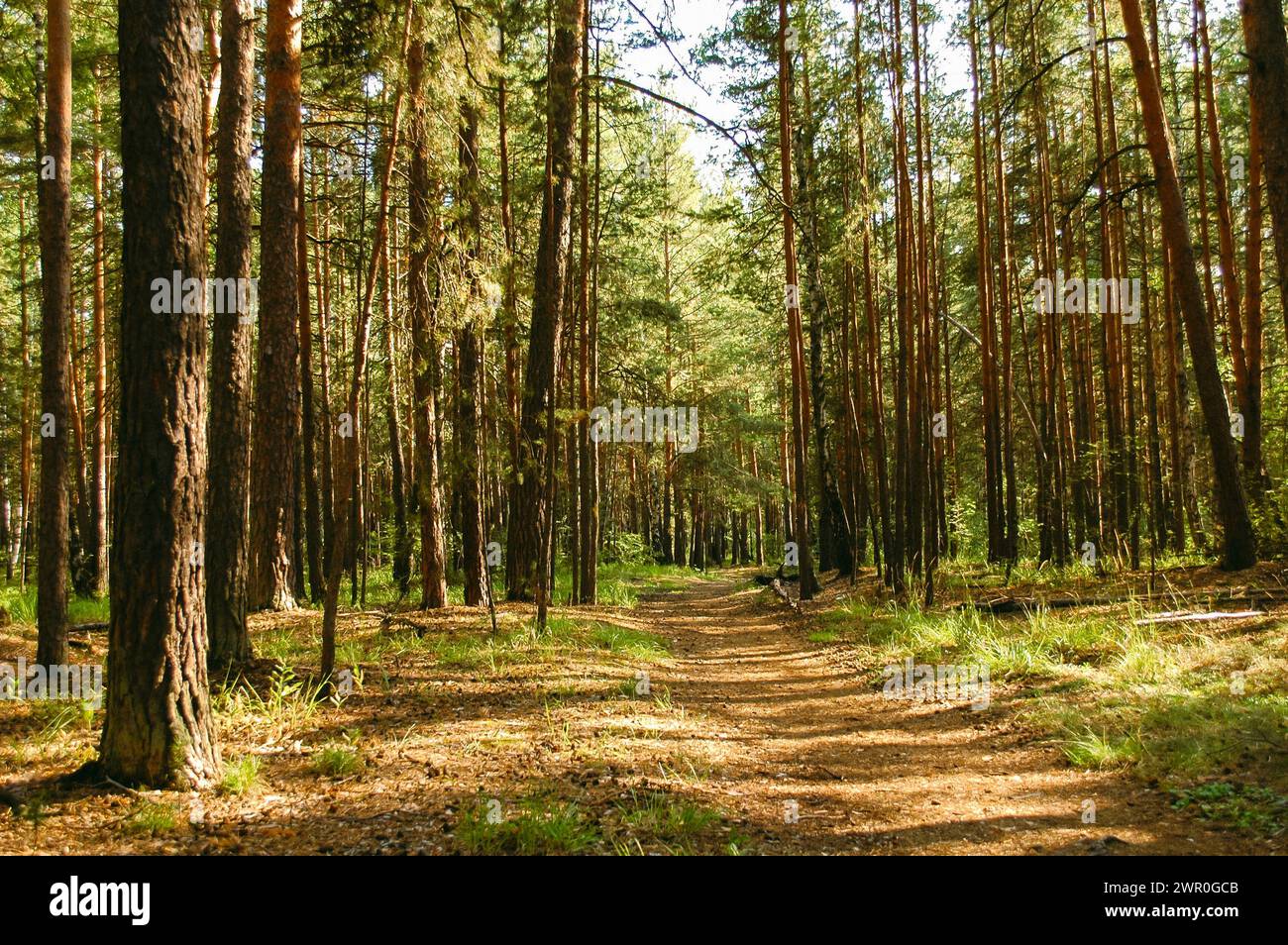 The forest path runs between a dense green thicket and pine trees ...