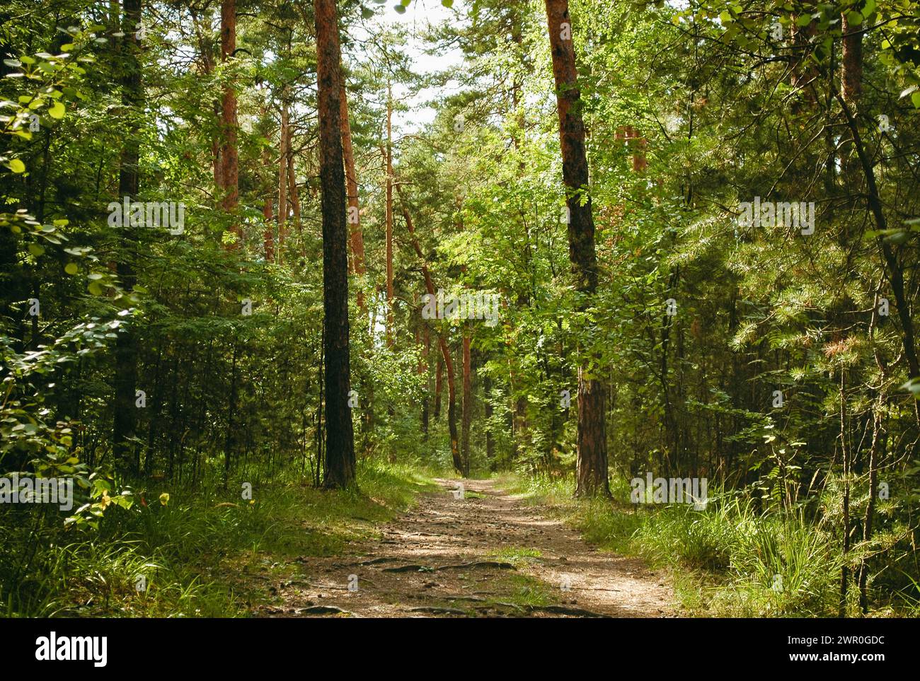 The forest path, illuminated by the sun, passes between the pine trees ...