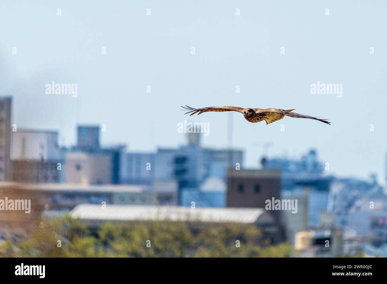 Black eared Kite, Milvus Lineatus, (sometimes called black kite ...
