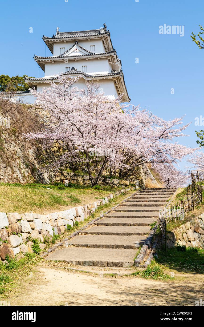 Bright pink cherry blossoms blooming in front of the Ishigaki stone ...