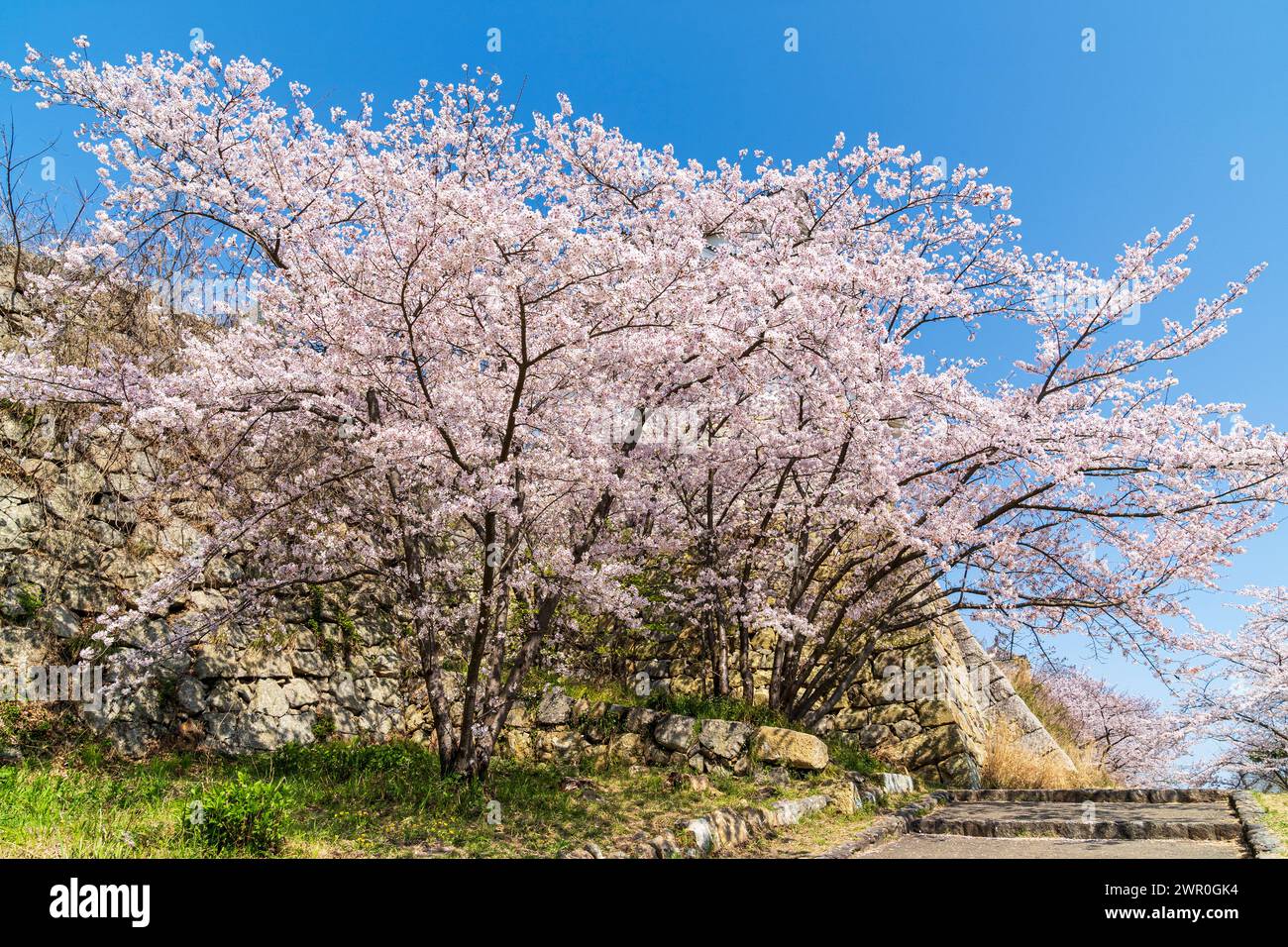 Bright pink cherry blossoms blooming in front of the Ishigaki stone ...