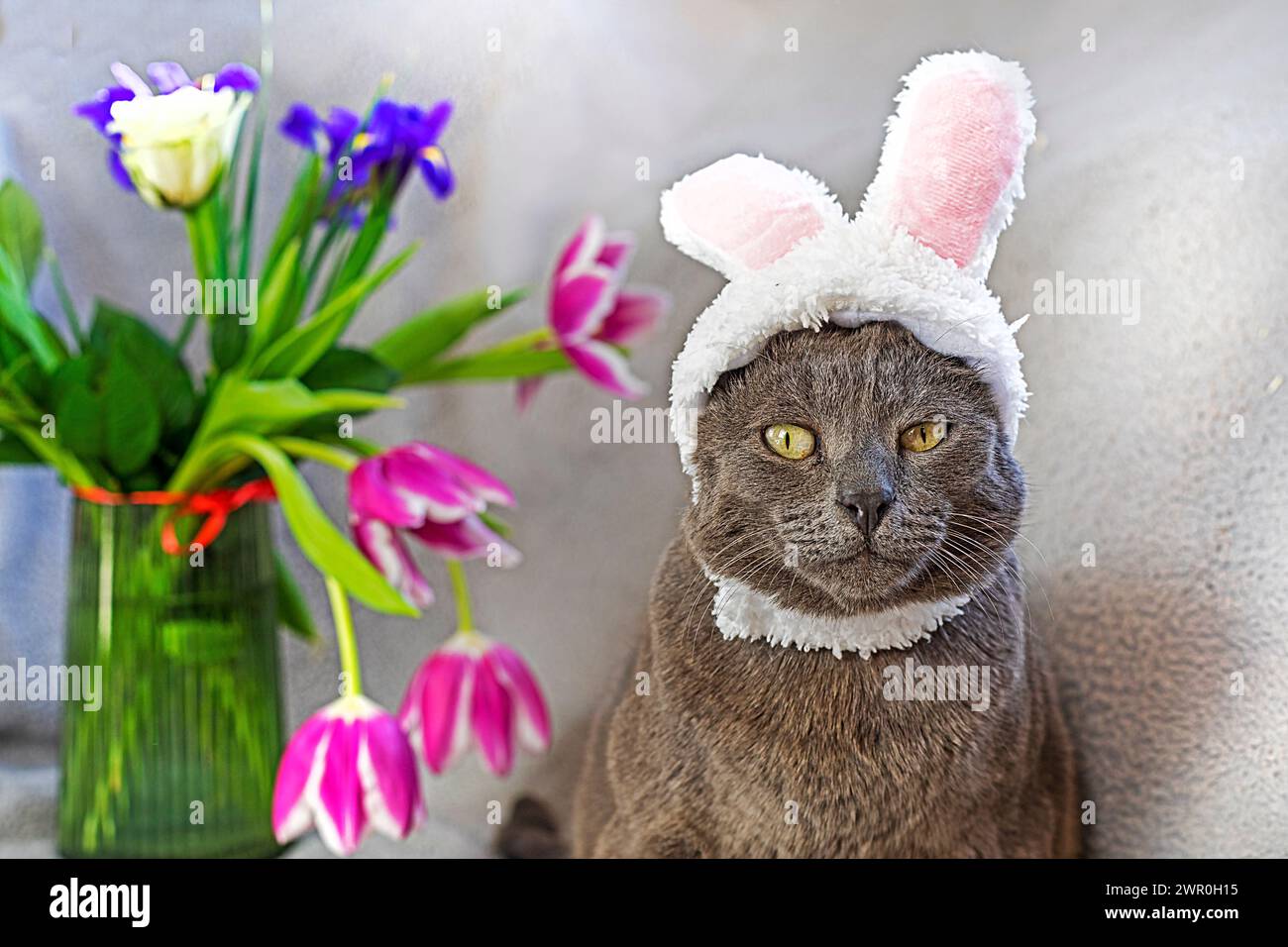 funny Burmese cat in a hat with an Easter bunny Boni near a bouquet of ...